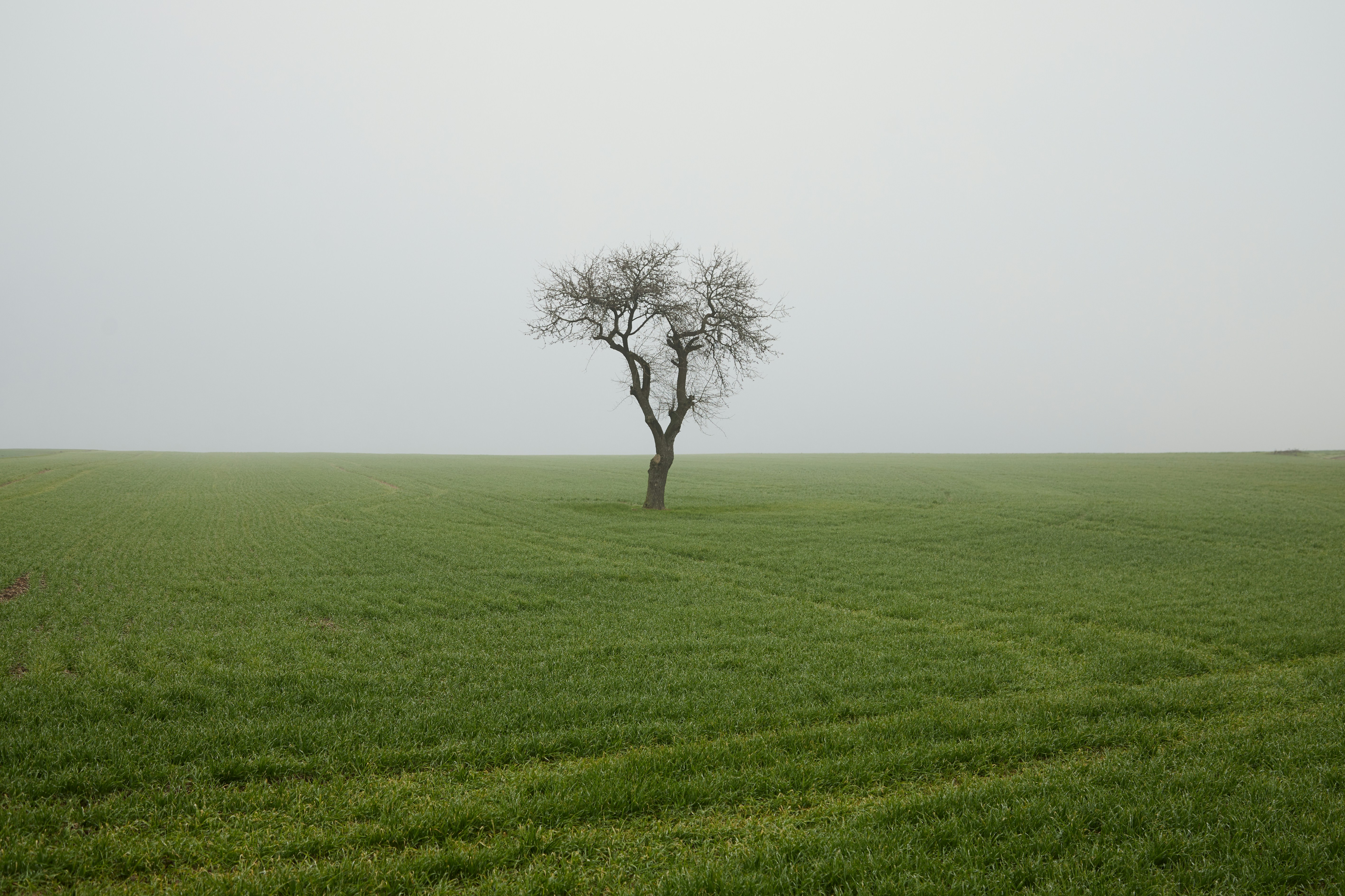 A lone tree stands alone in a green field photo – Free Single tree ...