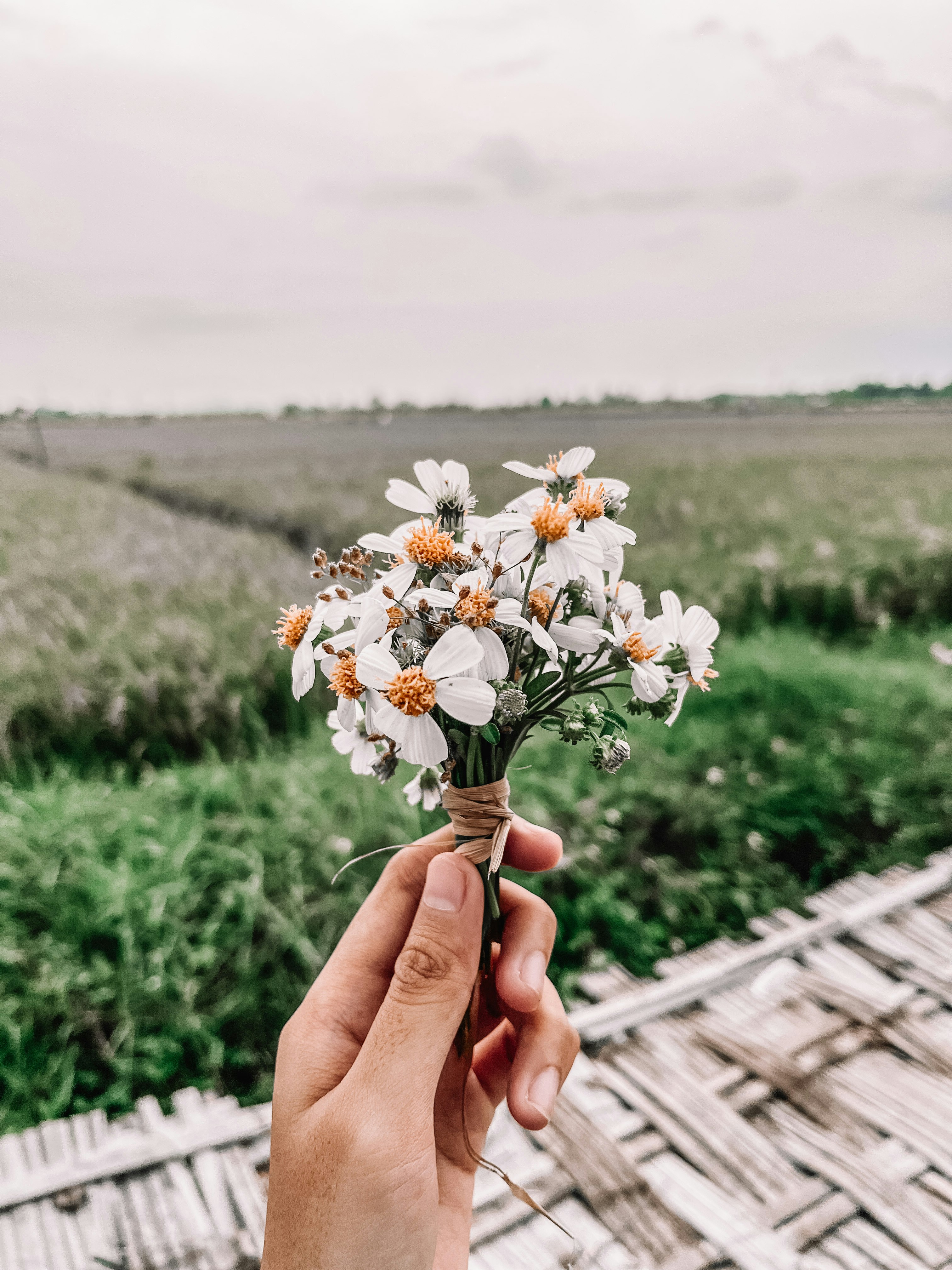 Bouquet of Daisies: A Handful of Spring from a Quiet Field