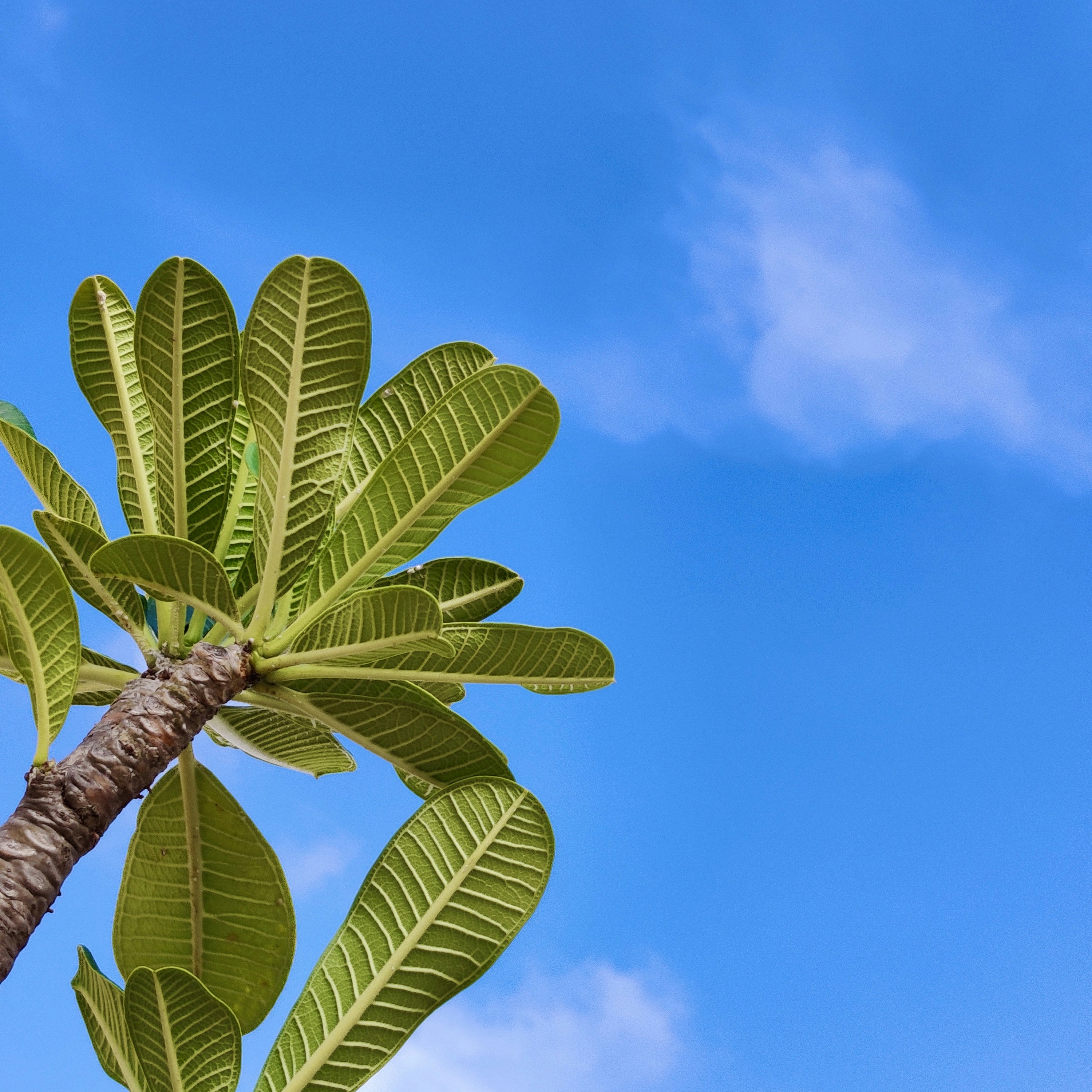 Photo by Yash Banka with OnePlus 7