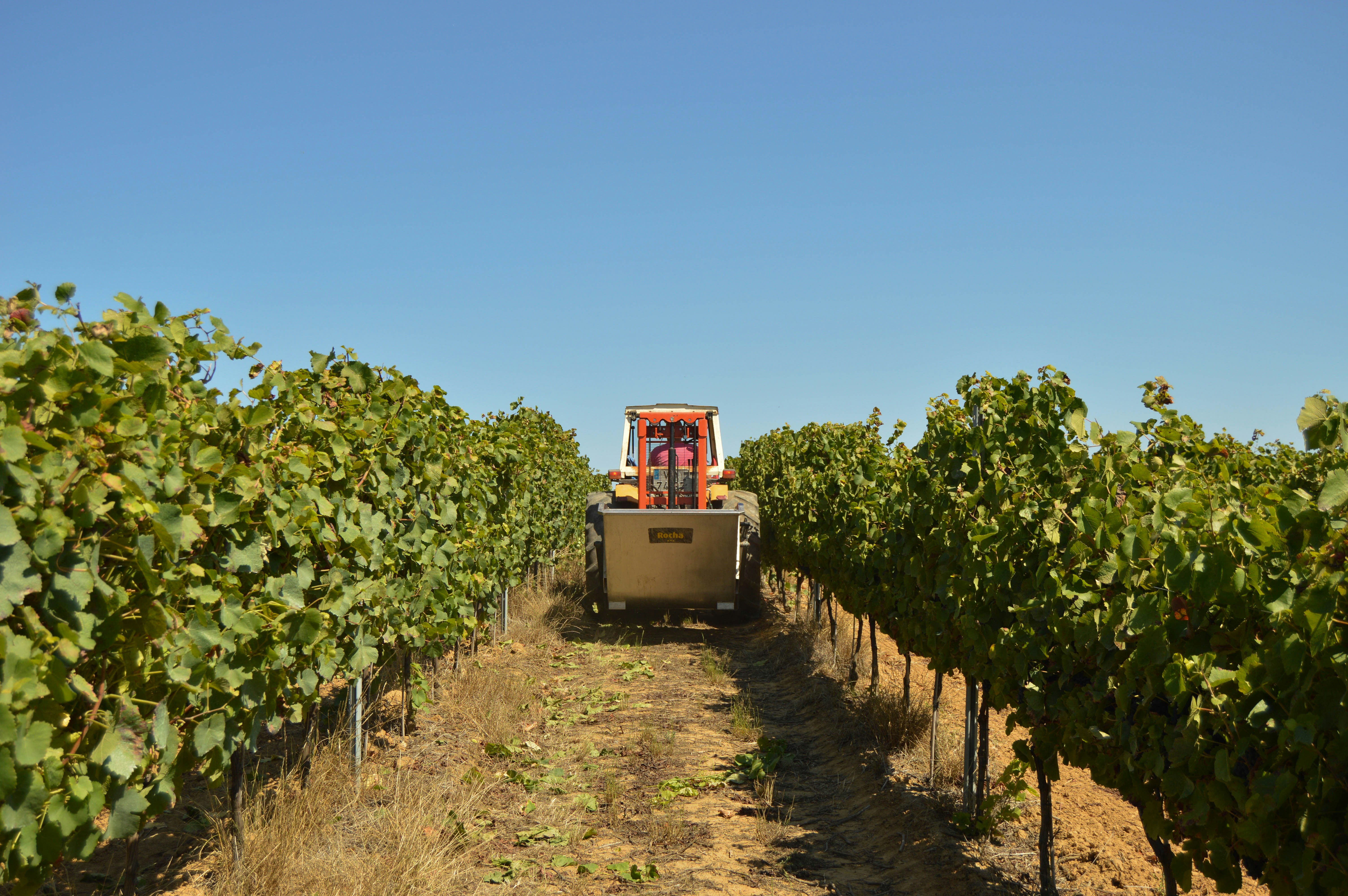 Tractor Centered in Verdant Vineyard Aisles