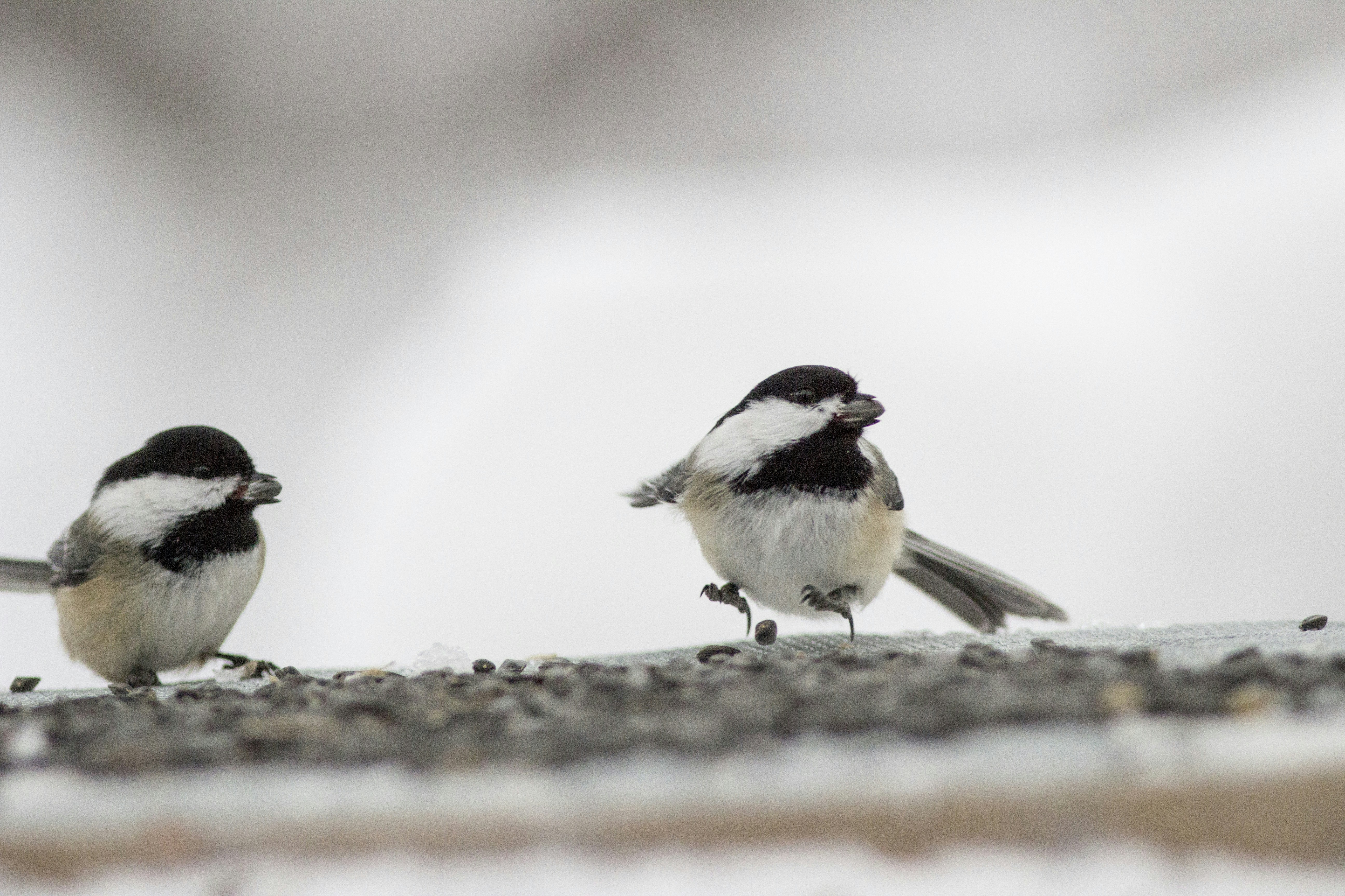 Two Chickadee Companions on a Frosty Shore