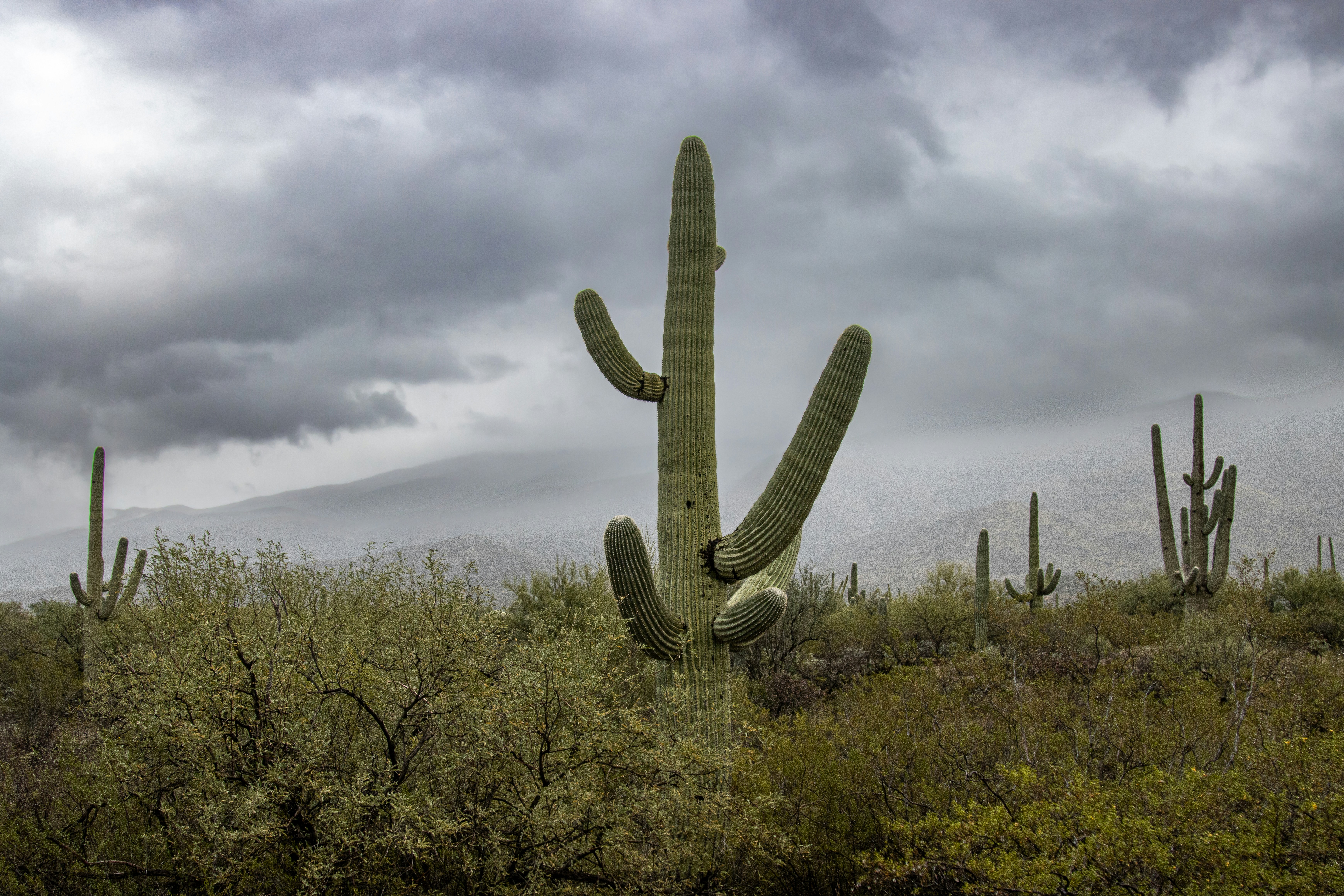 the saguaro cactus field