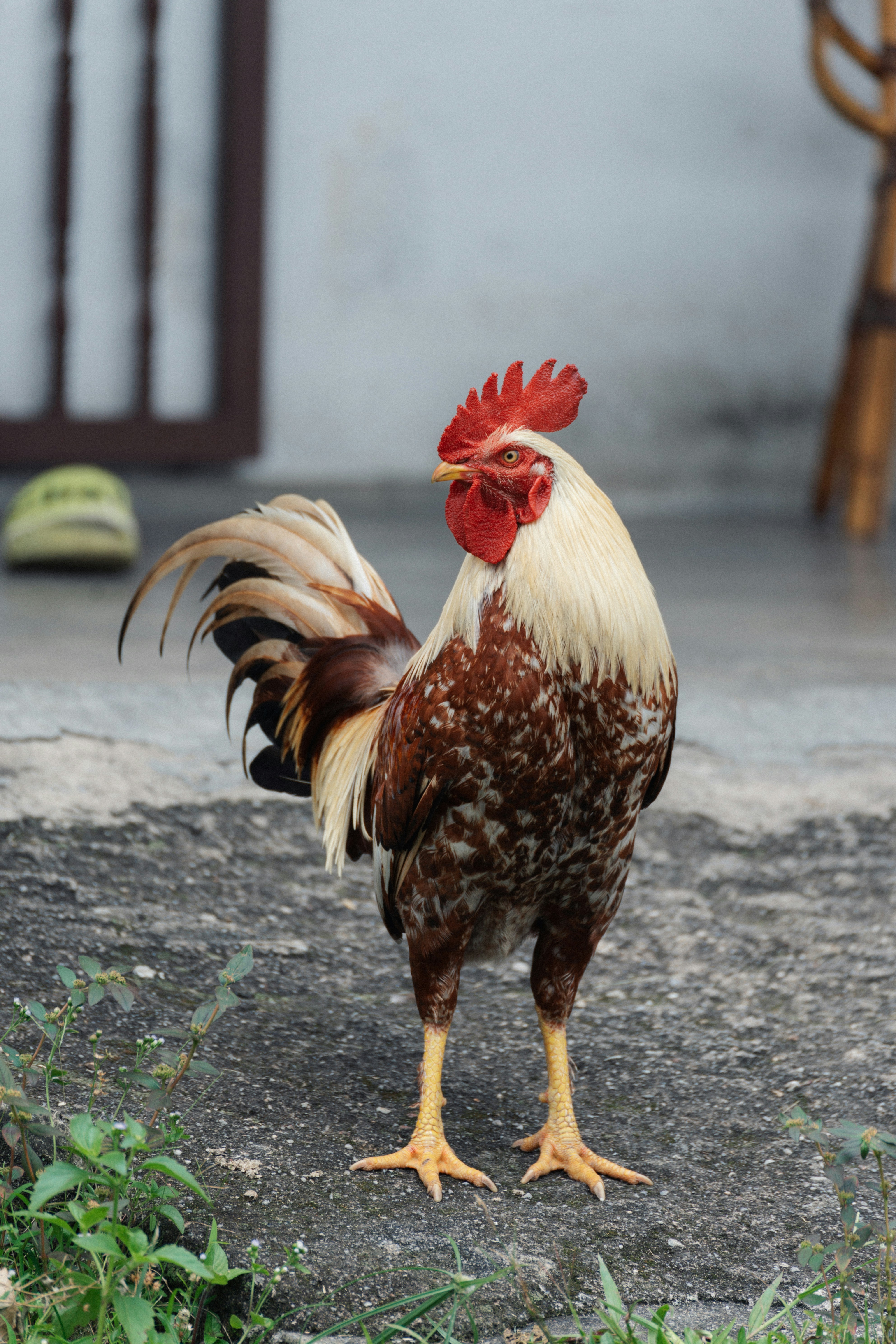 1500+ Rooster Pictures | Download Free Images on Unsplash