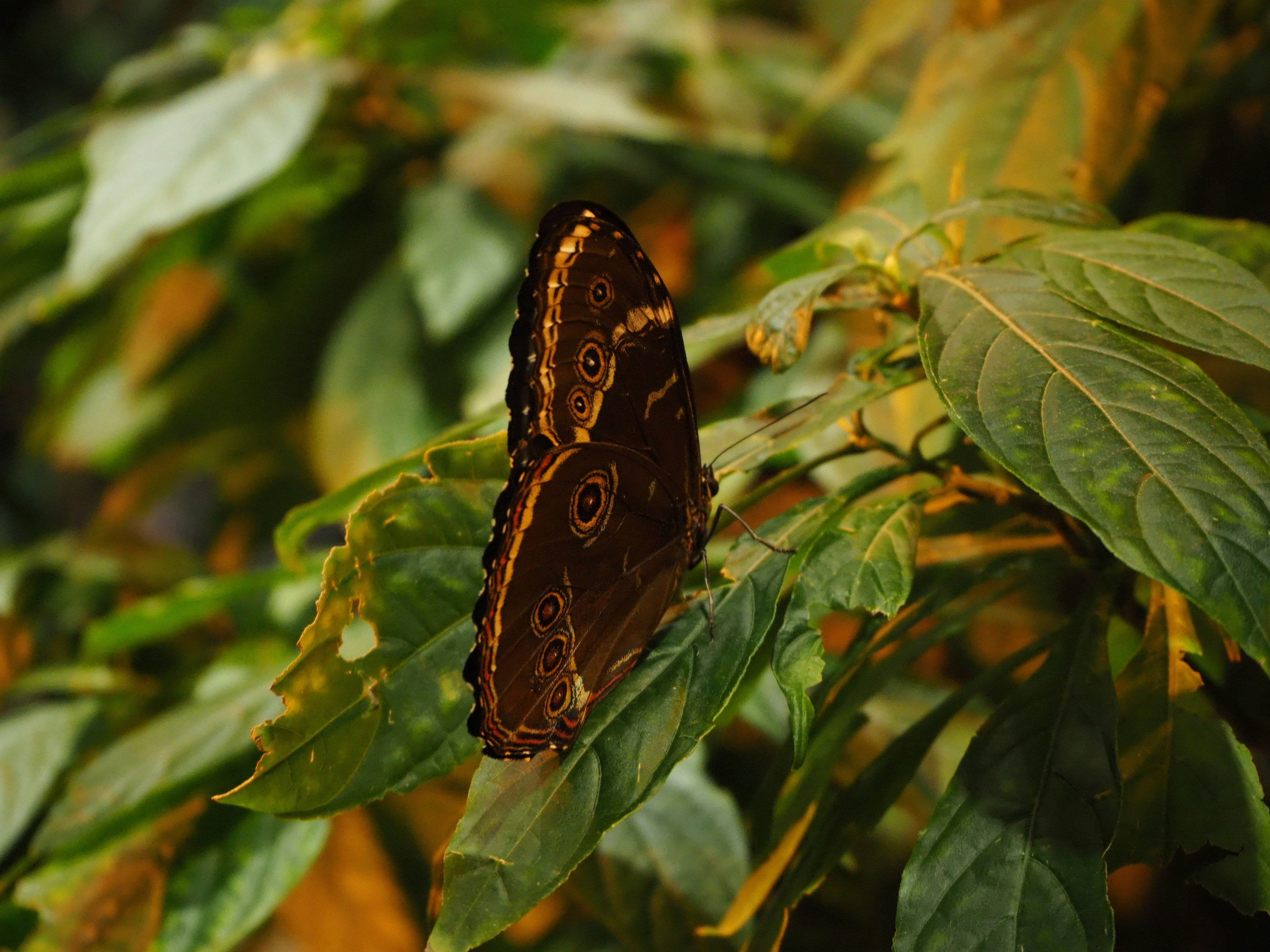 A vibrant butterfly resting gracefully on lush green leaves, showcasing intricate wing patterns and colors.