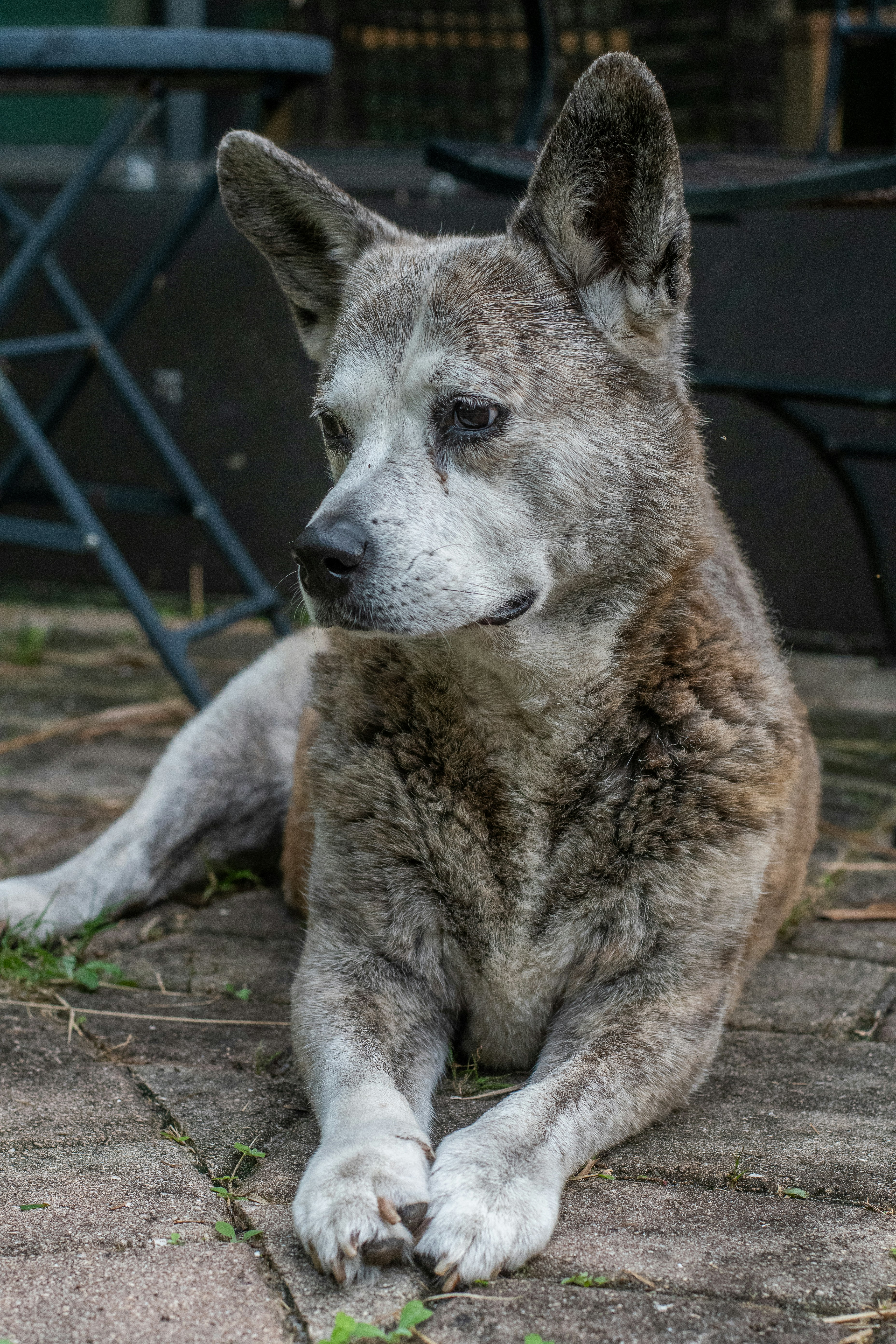 A Moment of Serenity: The Wise Companion