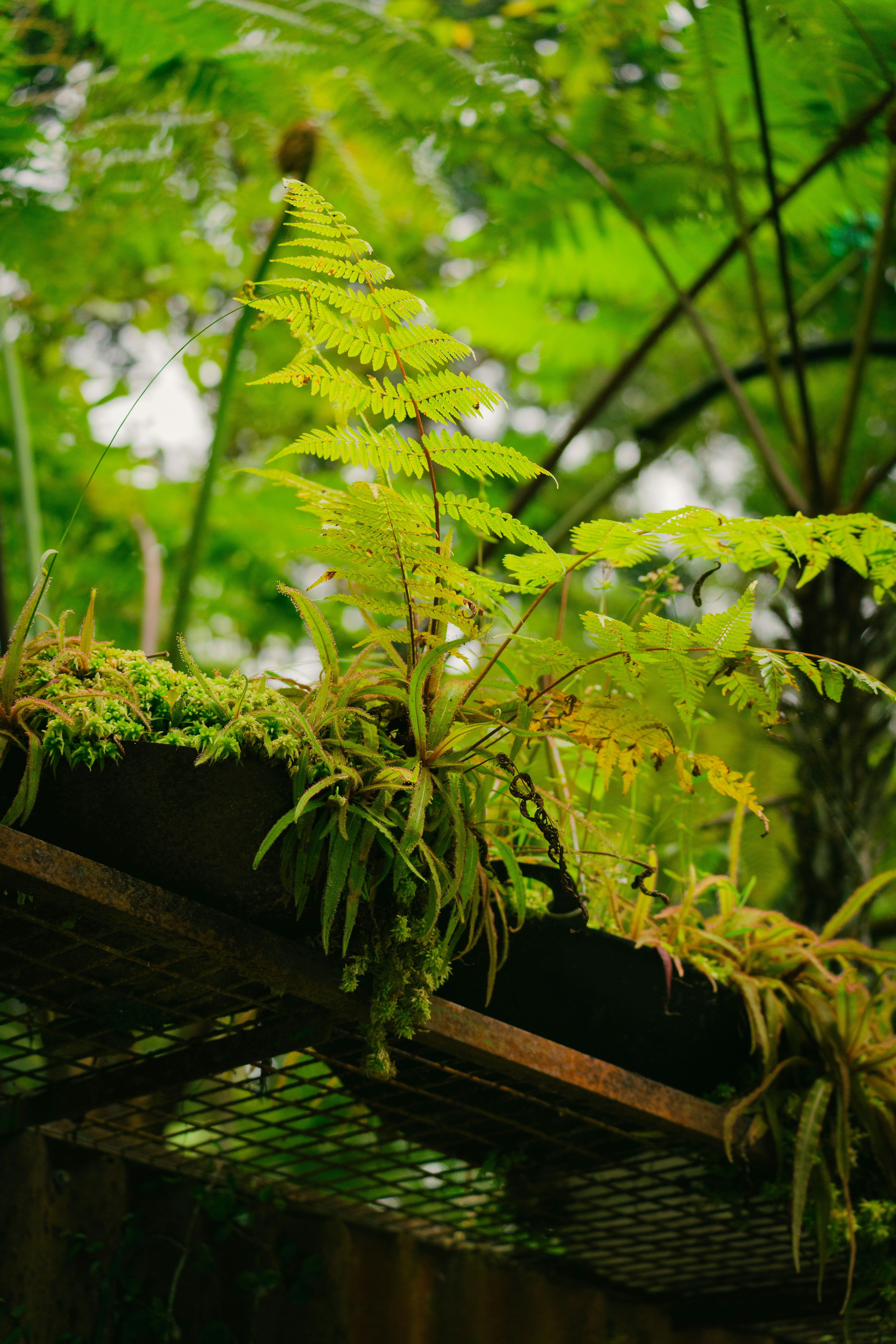 Fern Fronds on a Rusted Grid: Quiet Greenery in an Urban Nook
