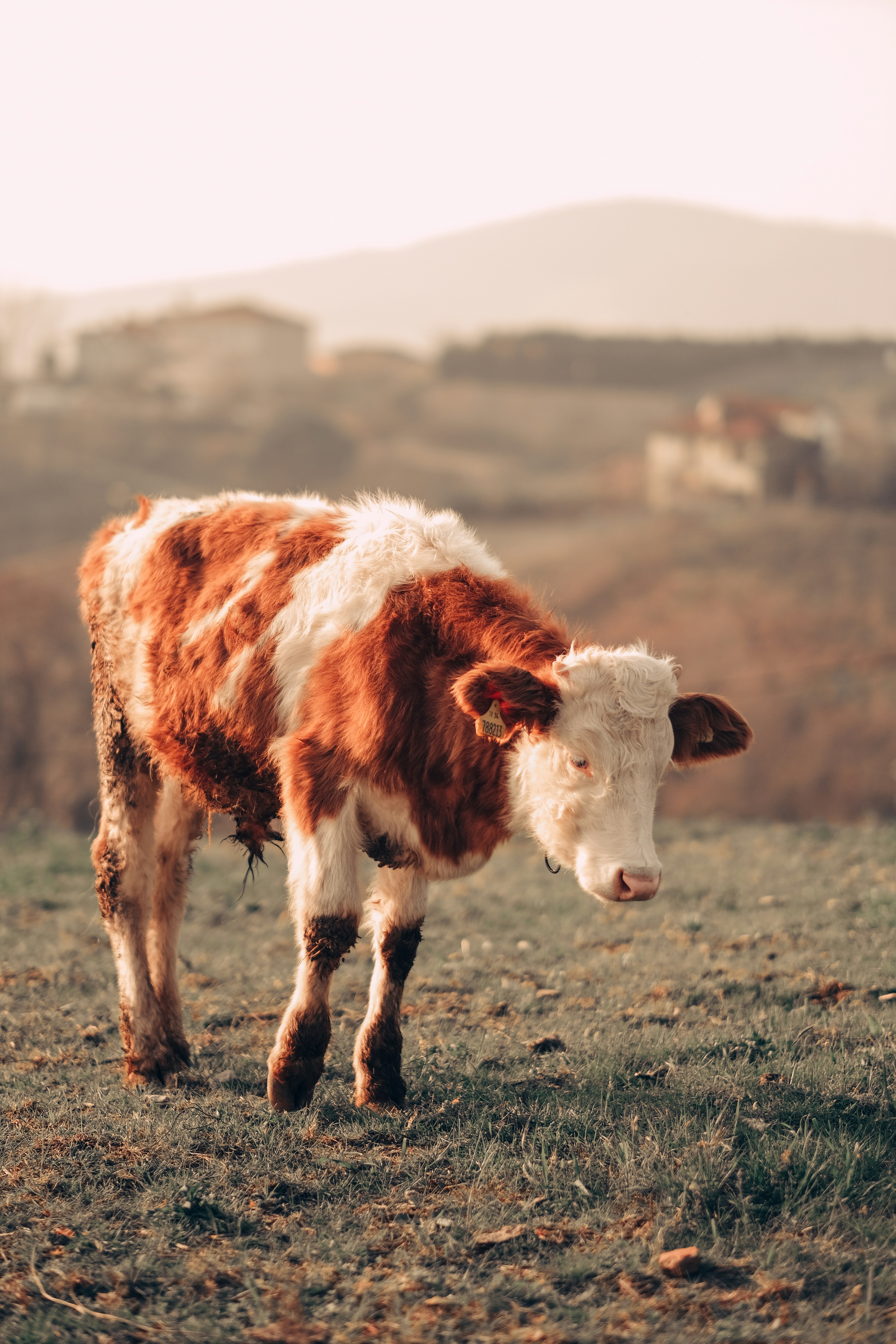 Golden Hour Grazing: A Red-and-White Cow in a Quiet Valley