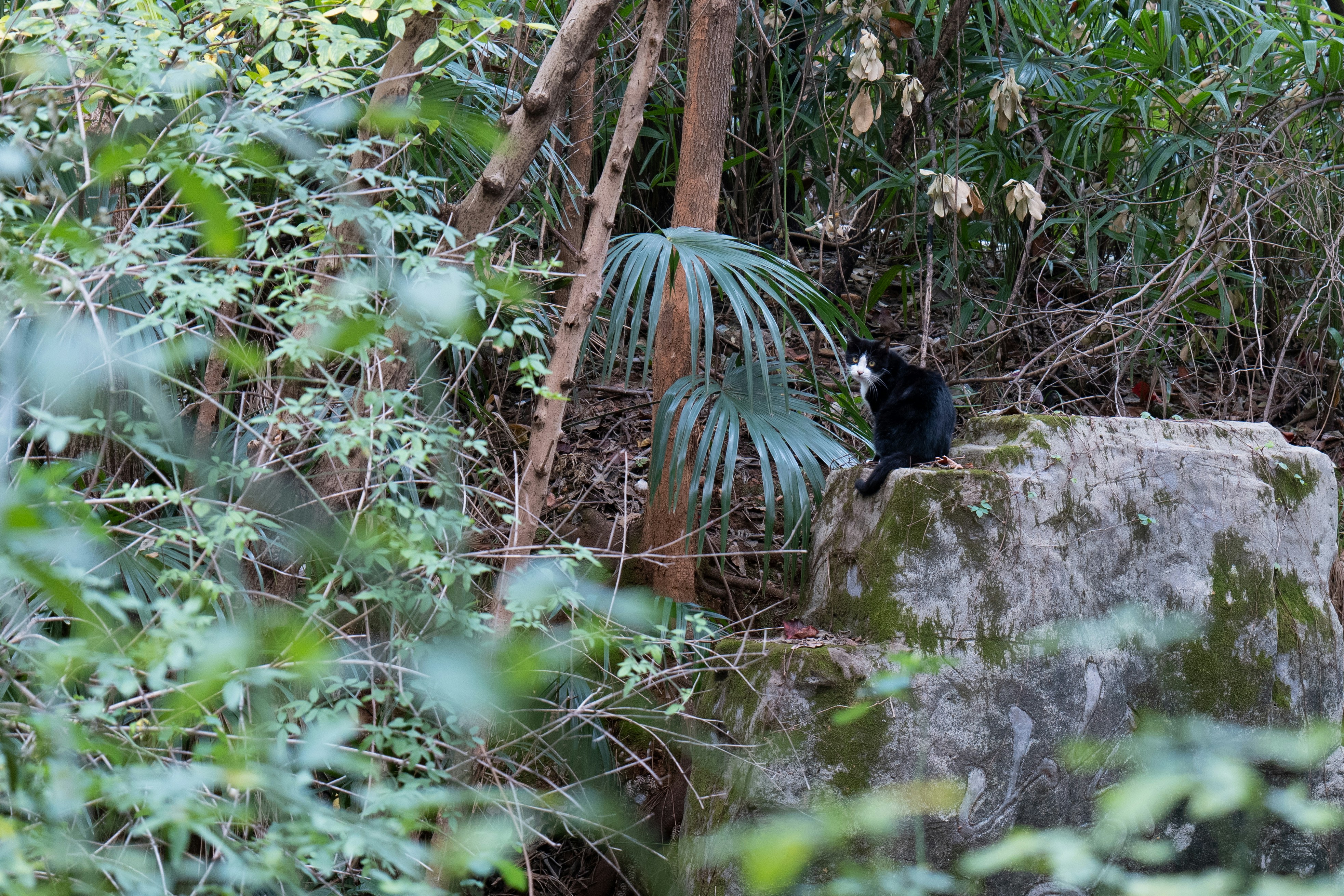 Shadowed Sentinel on Mossy Granite