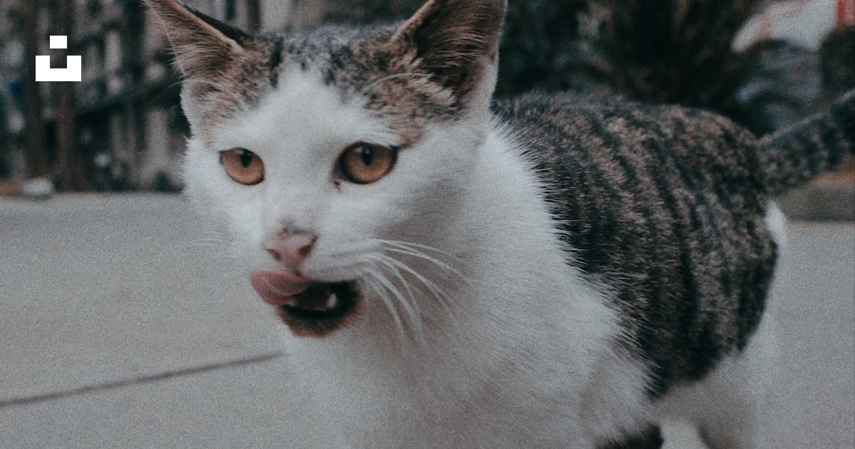 입을 벌리고 거리에 서있는 고양이 사진 Unsplash의 무료 거리 이미지