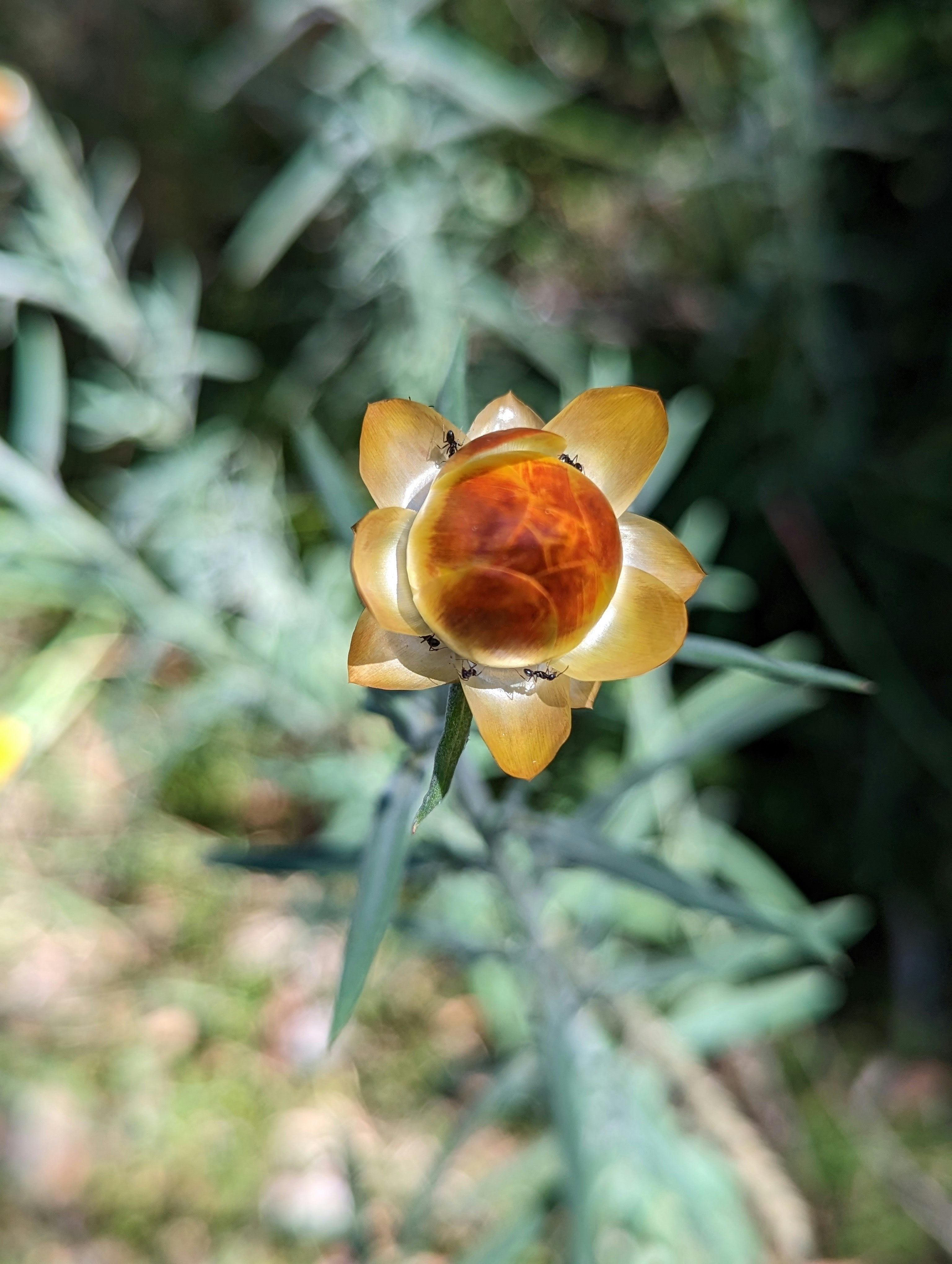 A close up of a flower with a blurry background photo – Free Ebor nsw ...