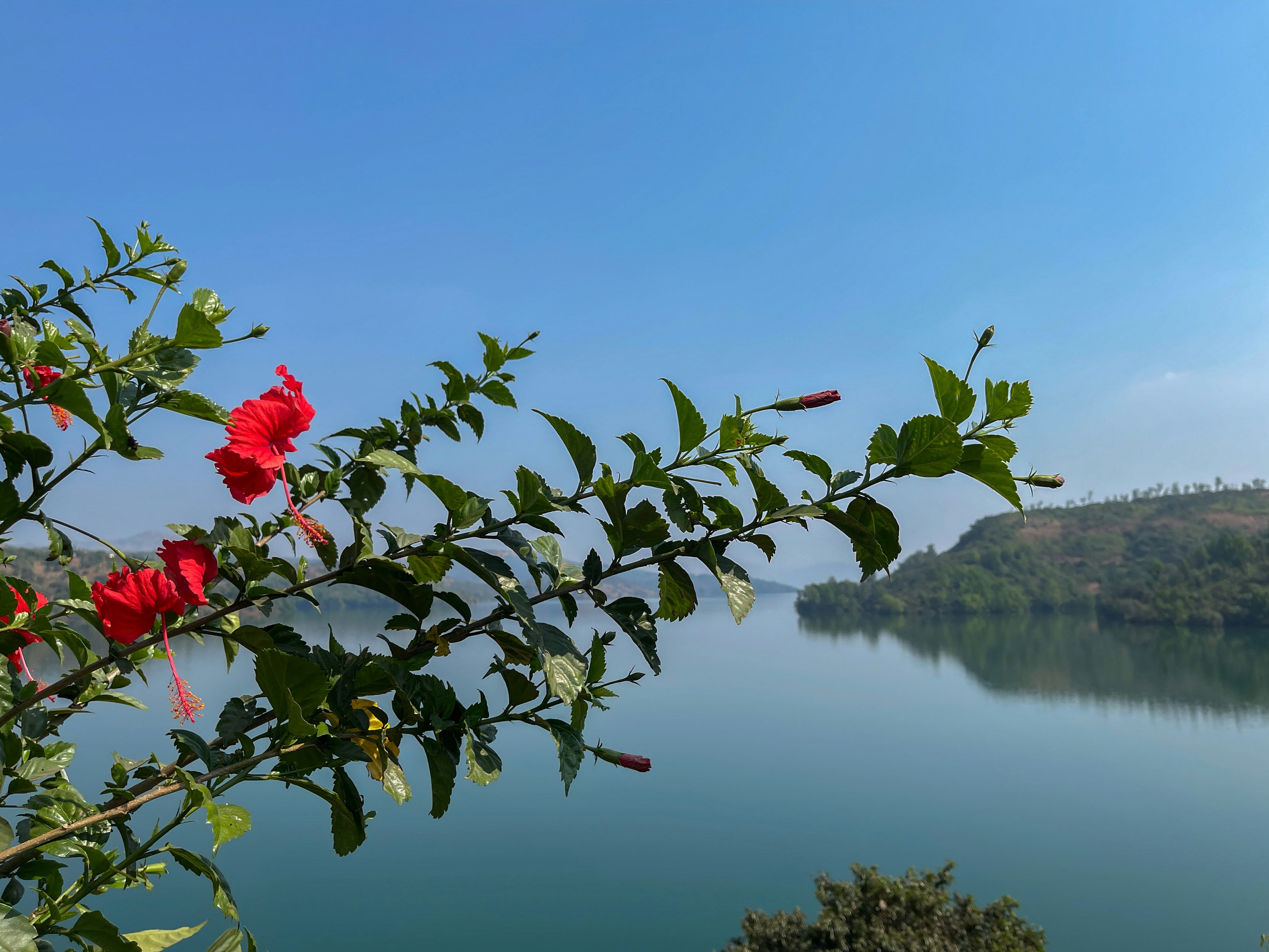 Crimson Hibiscus Framing a Quiet Lake