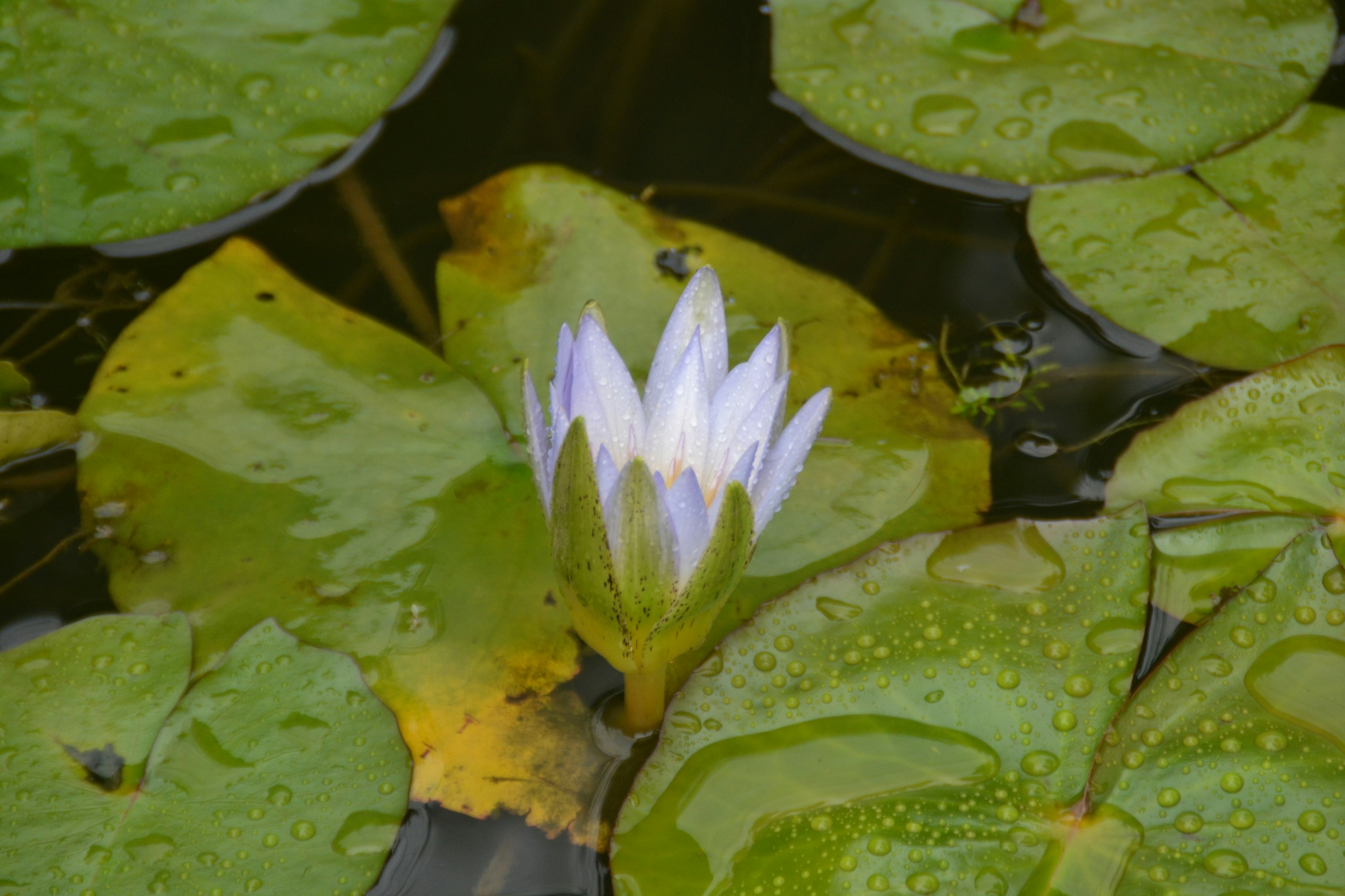 Lilac-Tipped Water Lily Emerges Among Dew-Kissed Pads