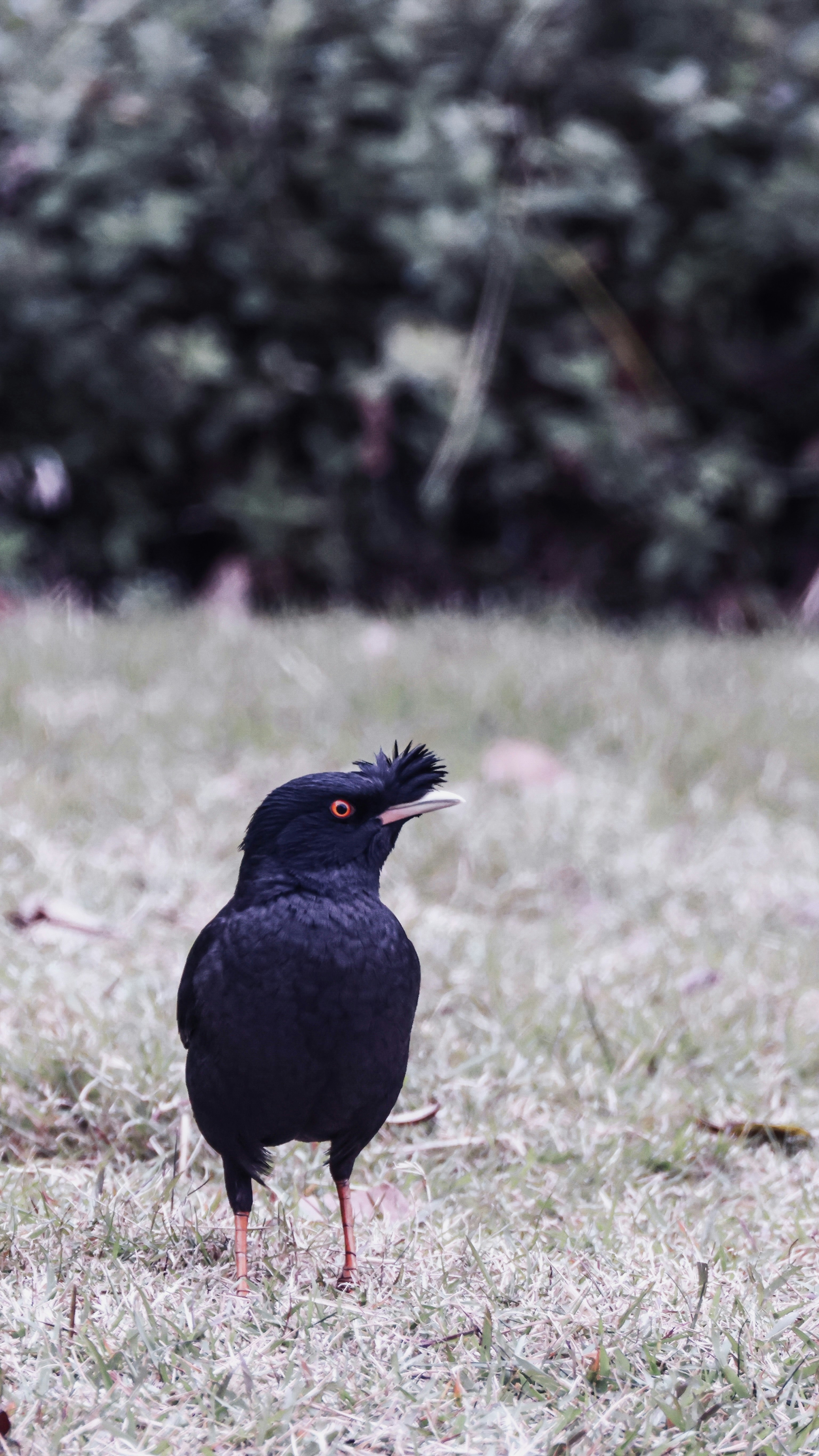 Blackbird in Focus: A Sunlit Meadow Stare