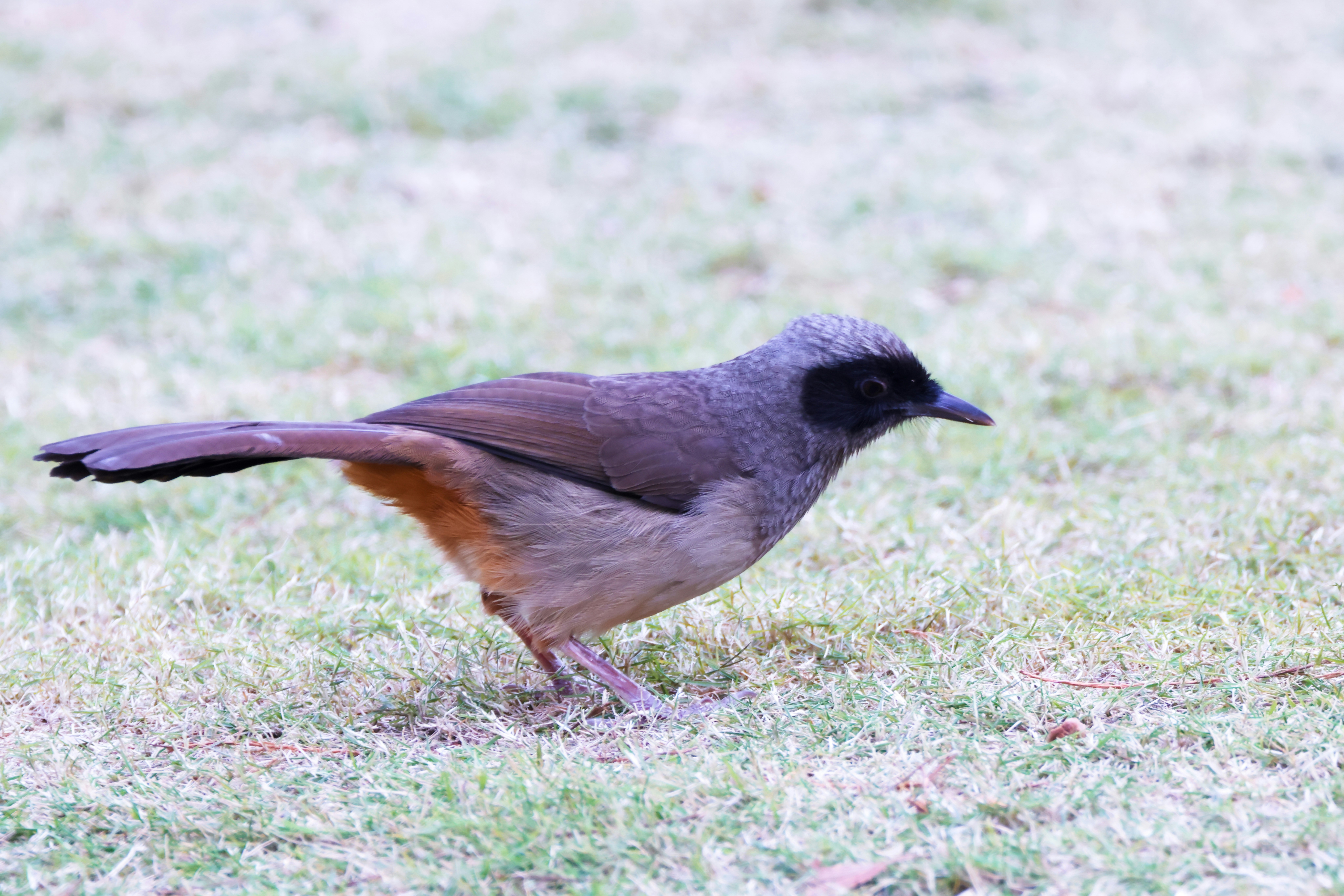 Masked Gray Ground-Forager: Foraging Elegance on a Sunlit Lawn