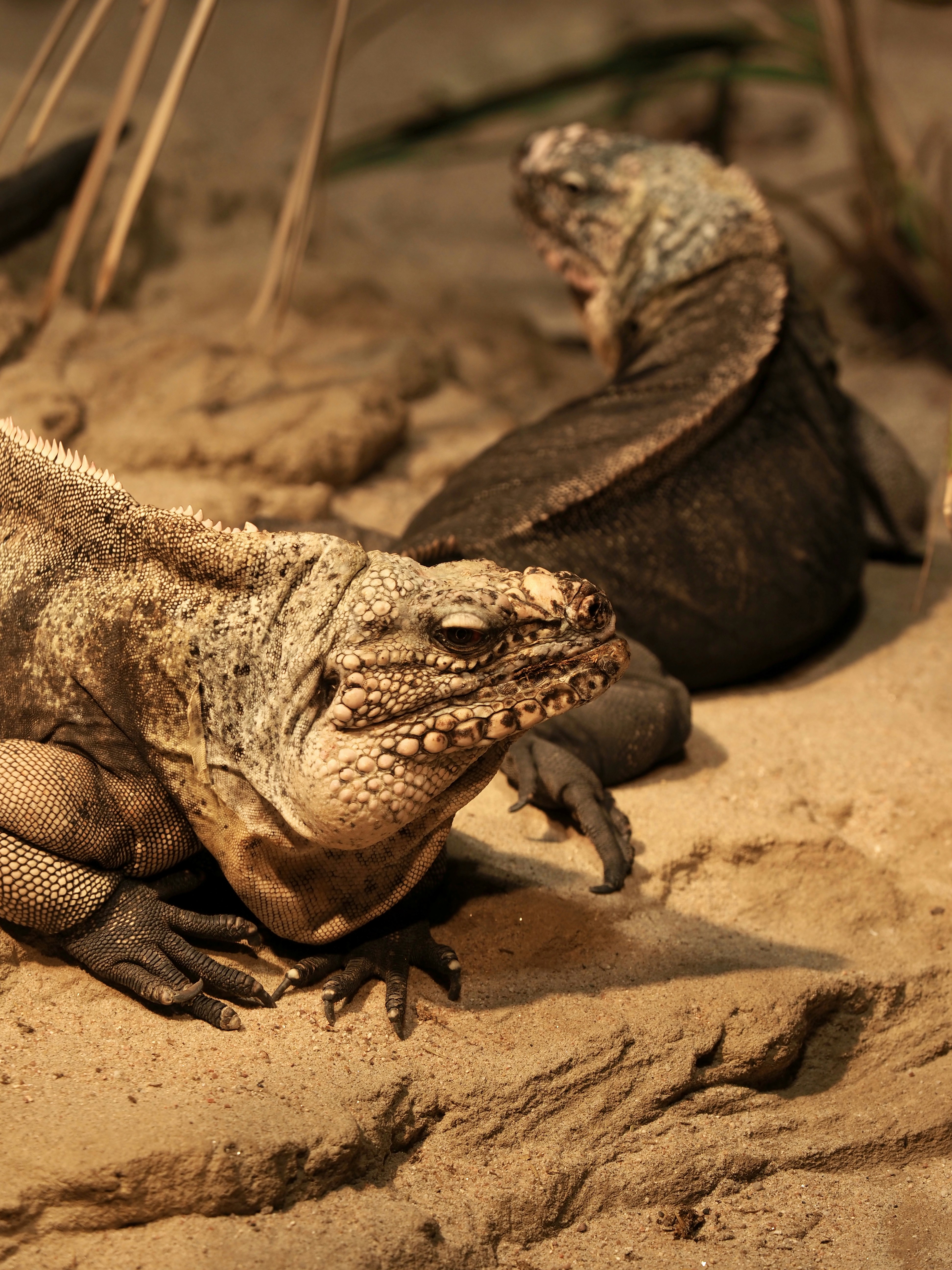 Amber-Hued Bearded Dragons Rest on Sunlit Sand
