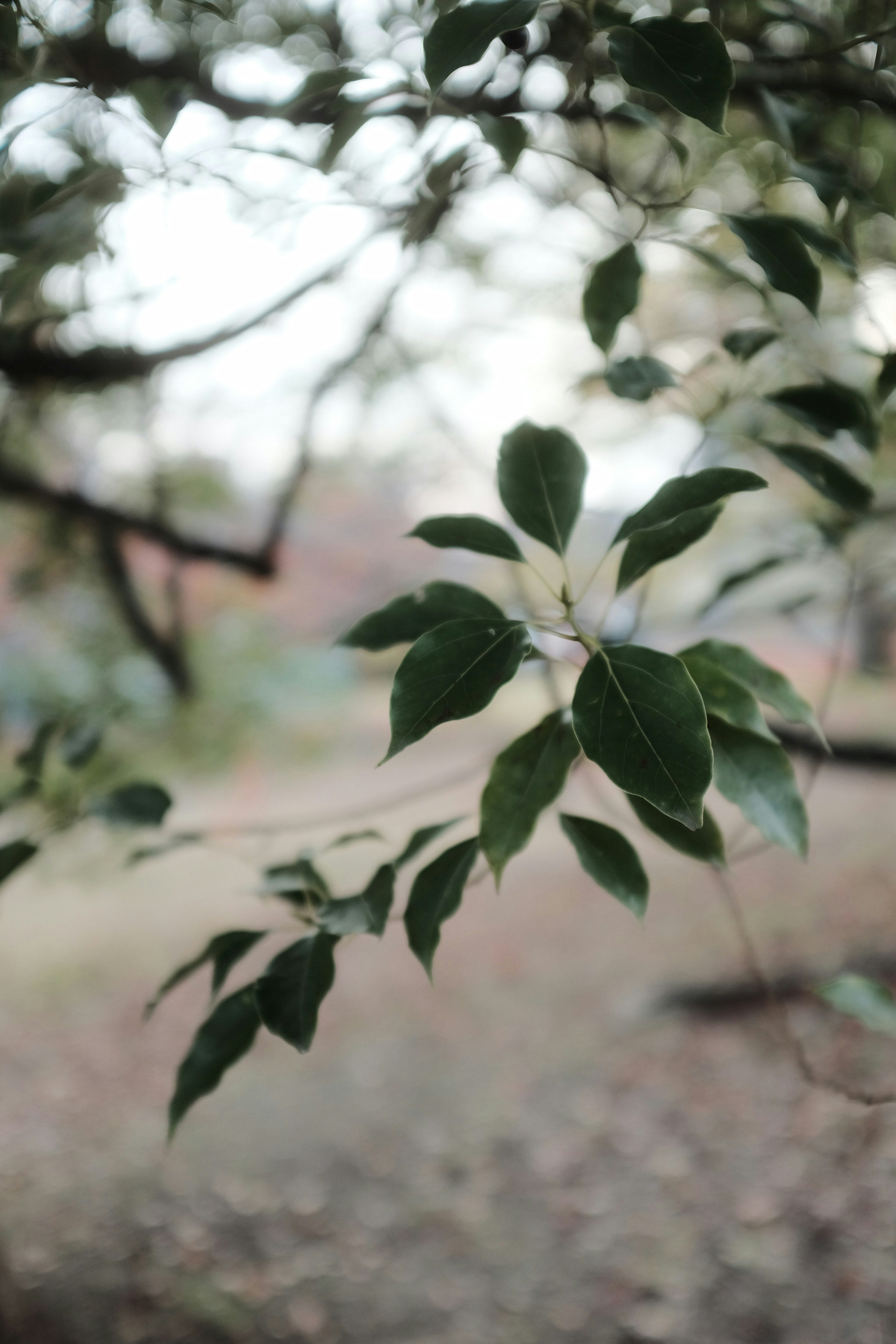 Une branche d’arbre avec des feuilles vertes au premier plan photo ...