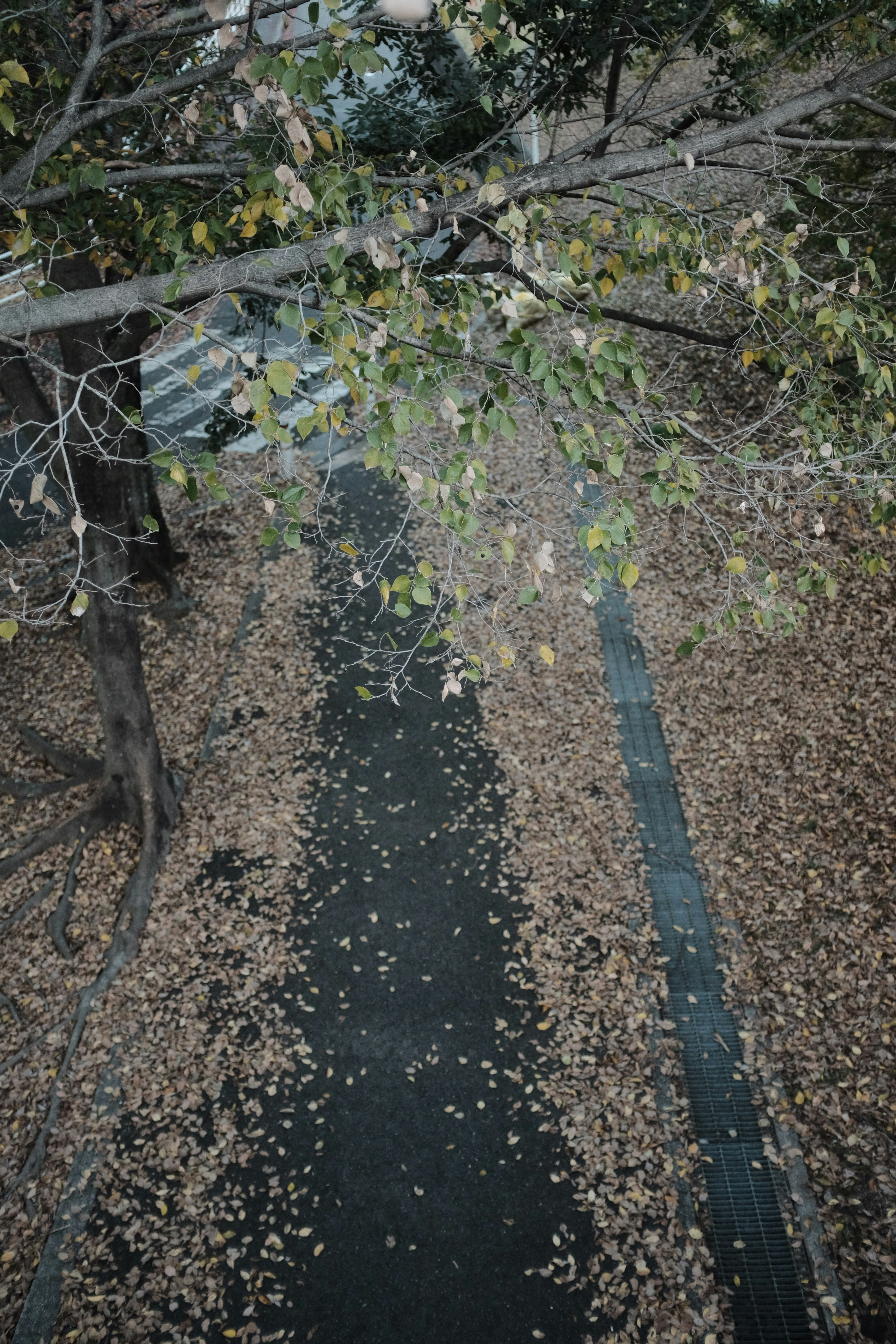 Autumn Corridor: A Leaf-Carpeted Path Framed by Overhanging Branches