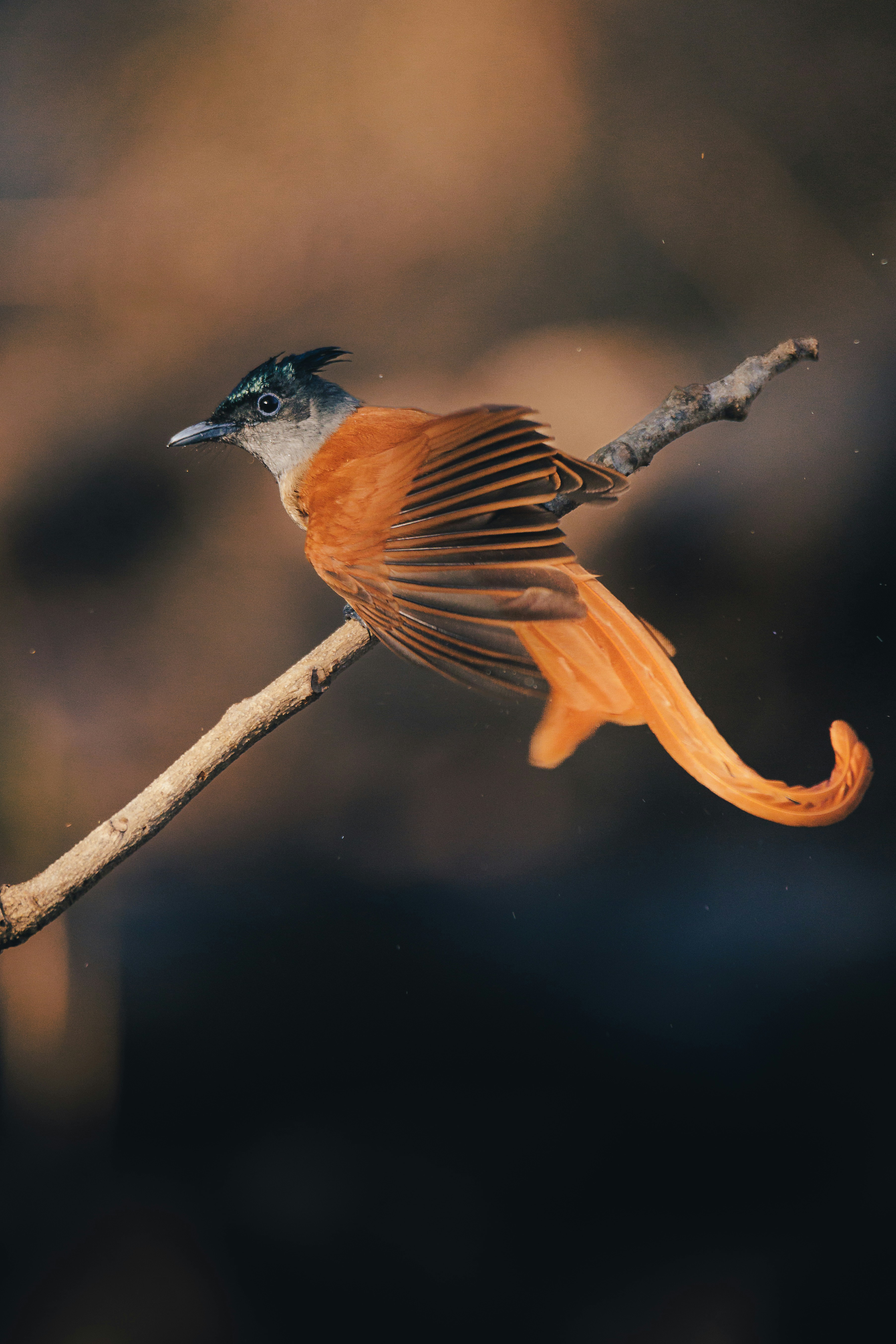 Paradise Flycatcher drying off after a quick bath!