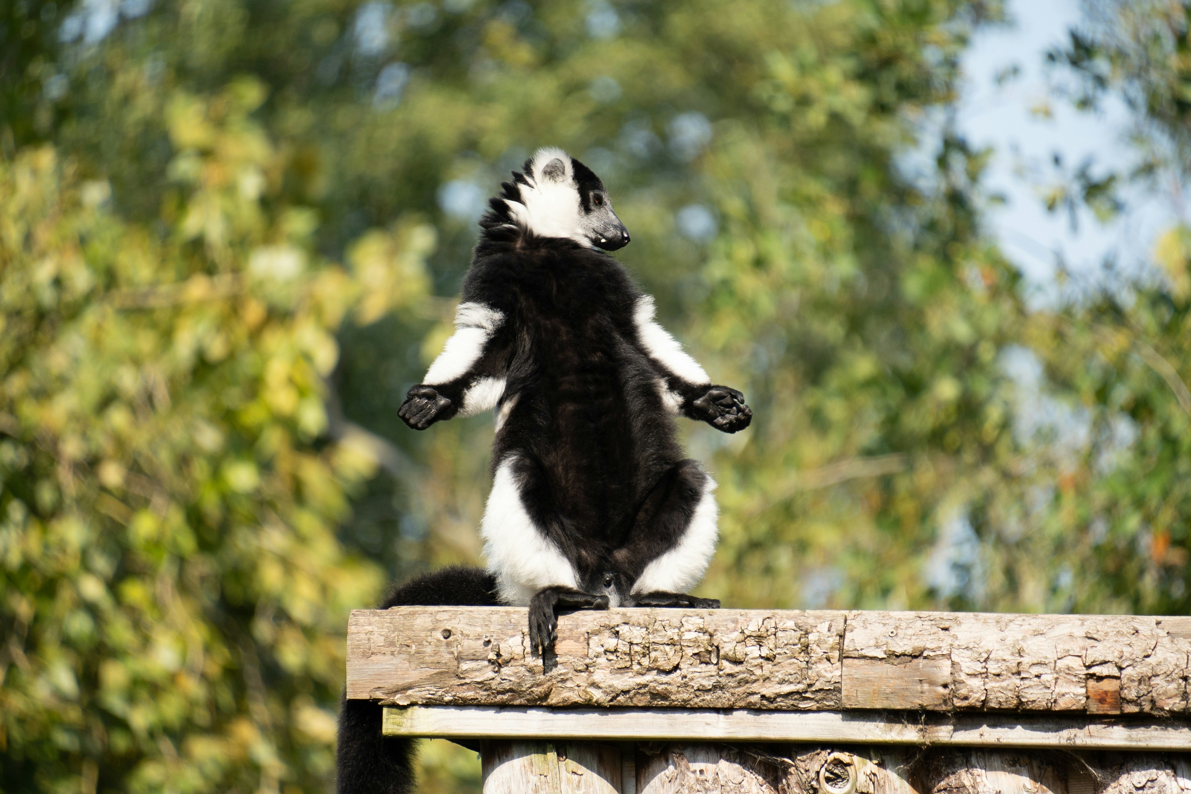 Lemur Upright on a Rustic Log