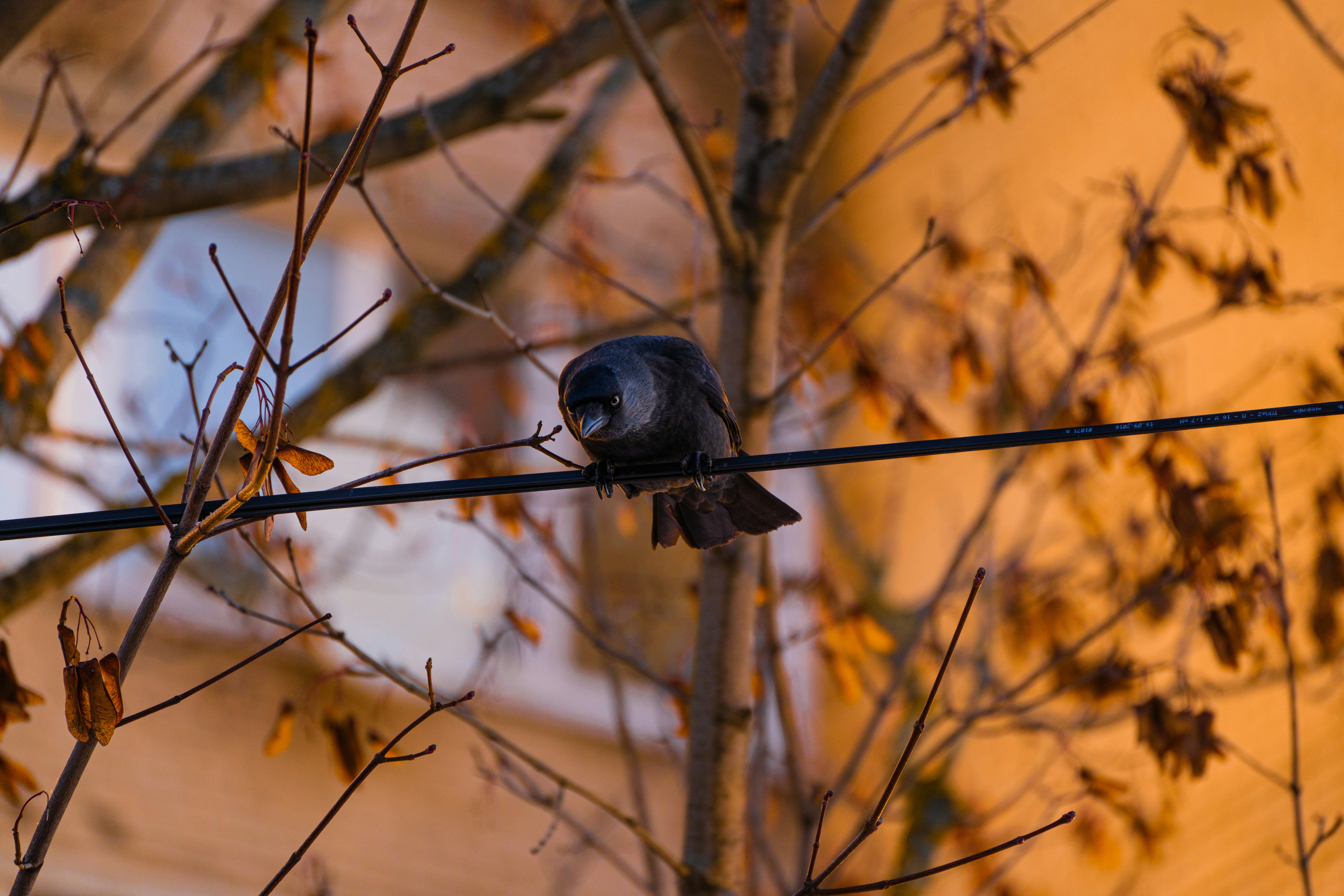 Perched in Autumn's Embrace