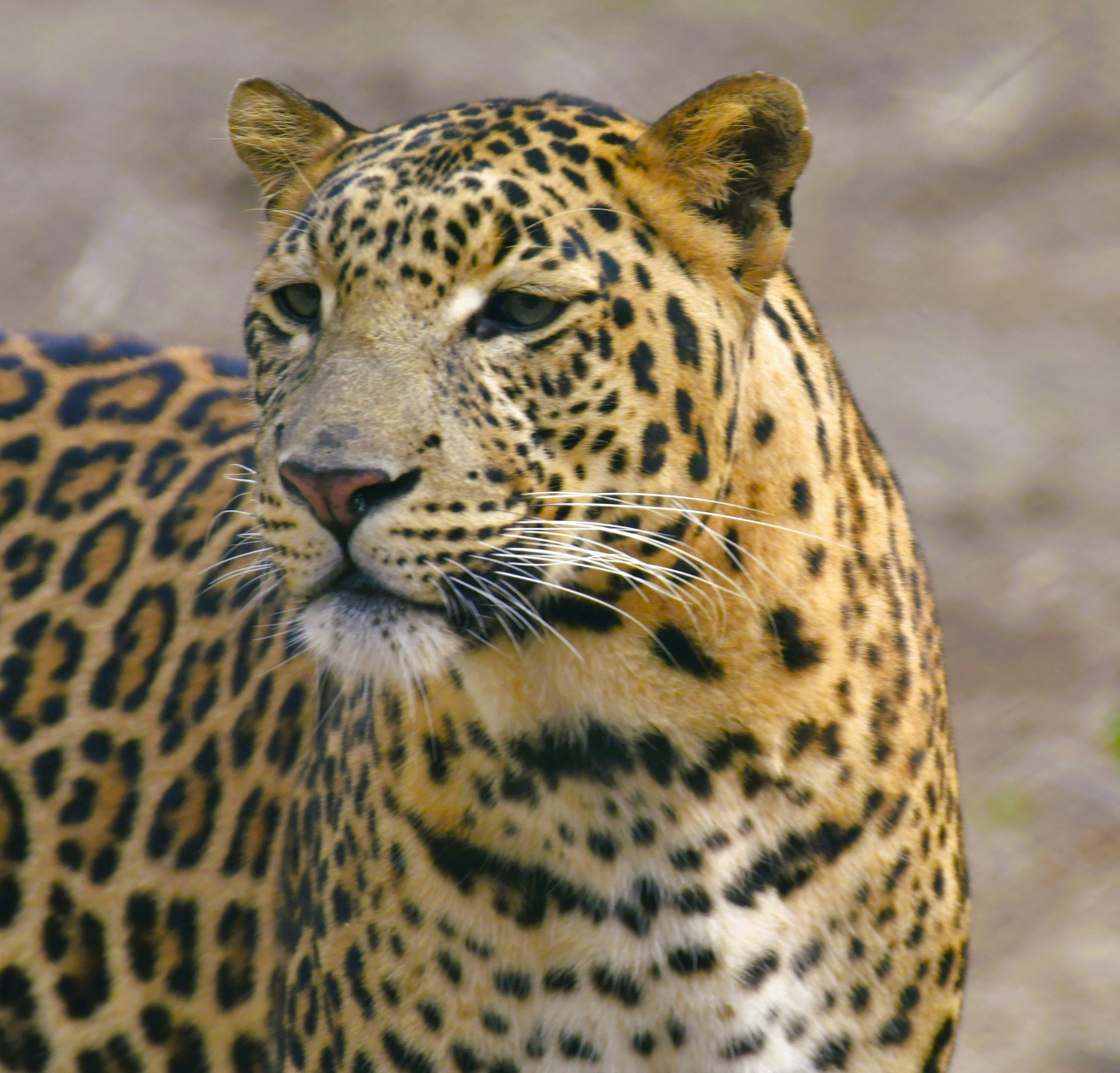 A close up of a leopard looking at the camera photo – Free Leopard ...