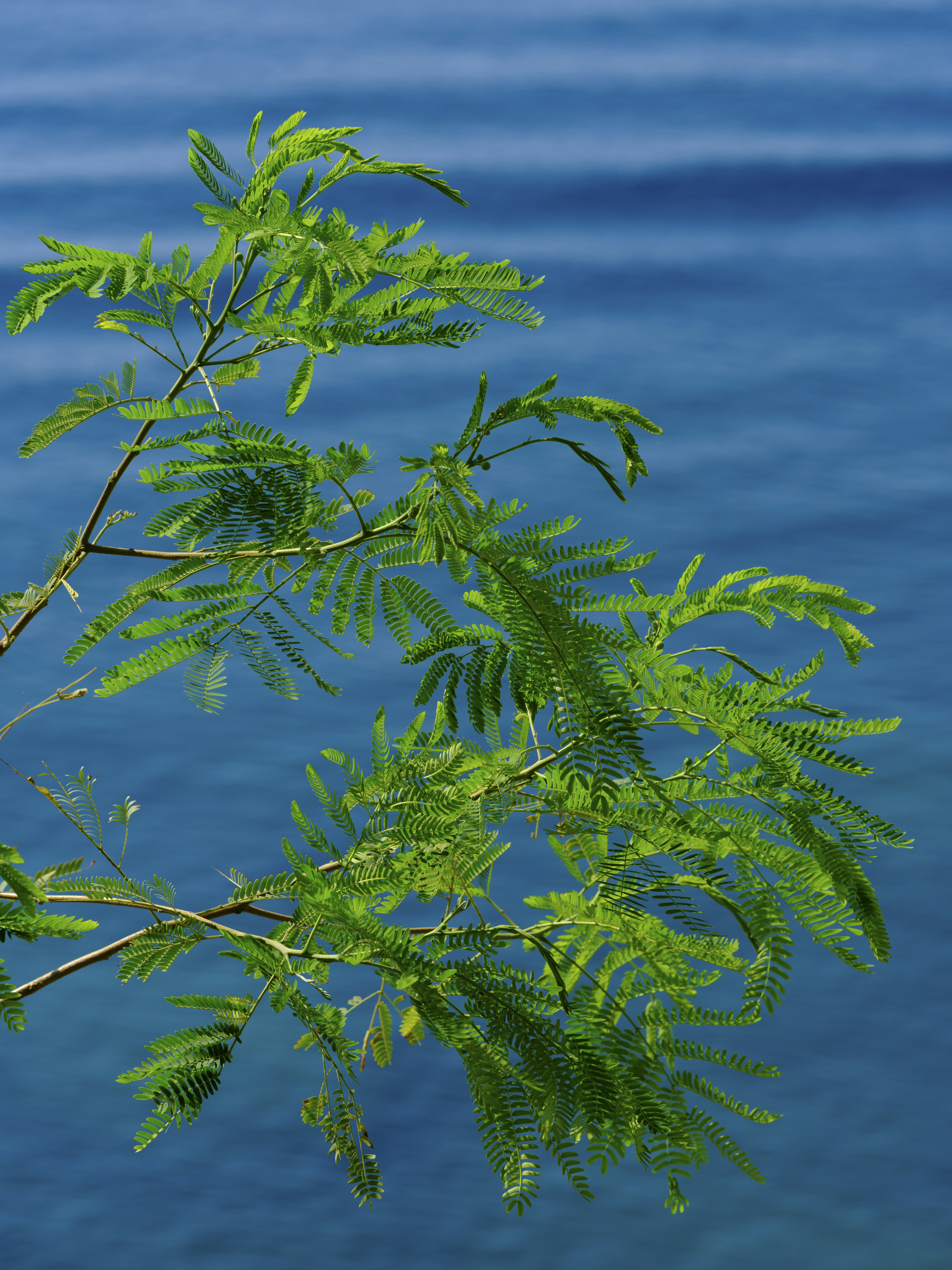Verdant Fronds Framing Cerulean Waters