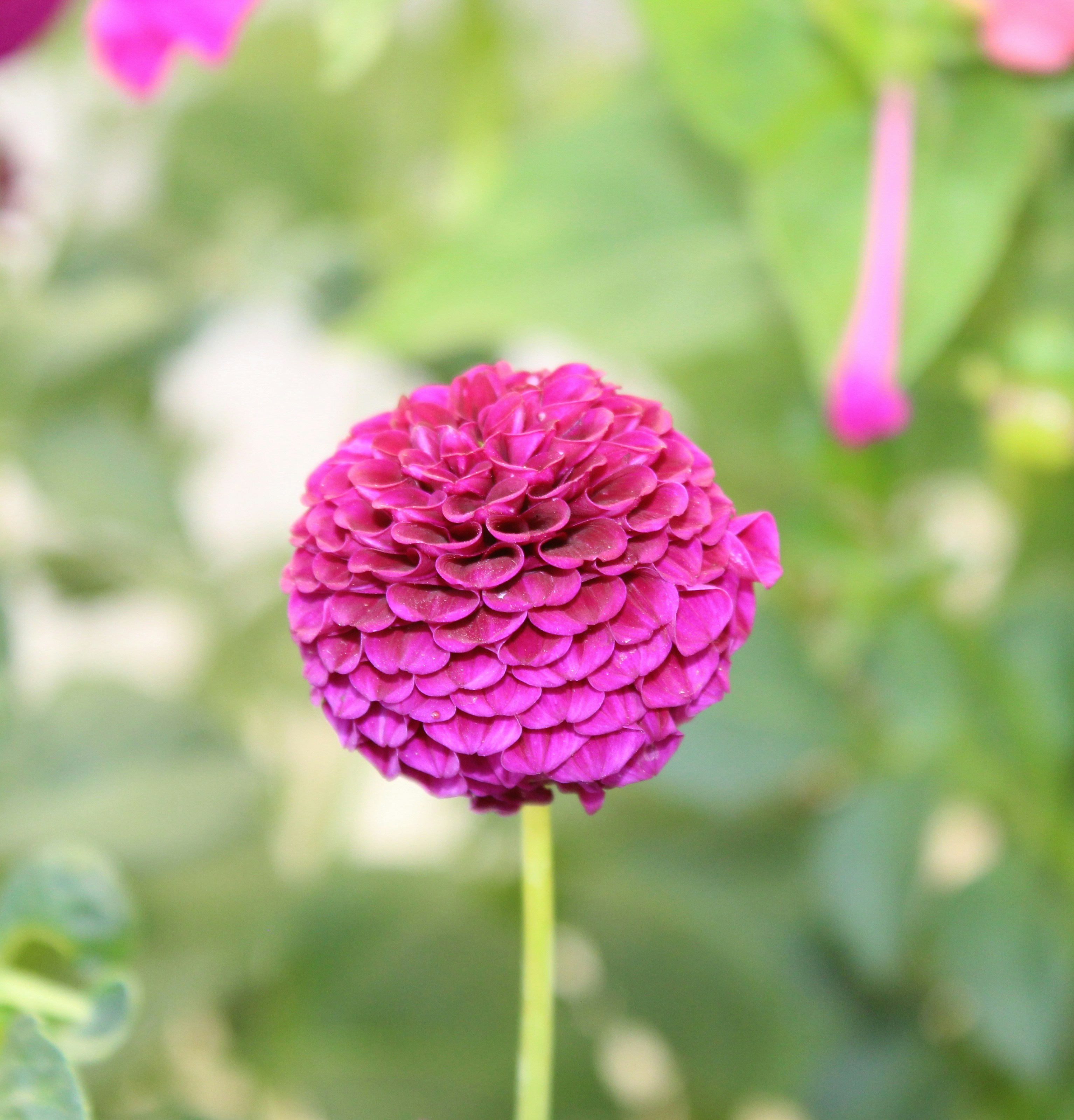 Crimson Dahlia in Soft Focus Garden Halo