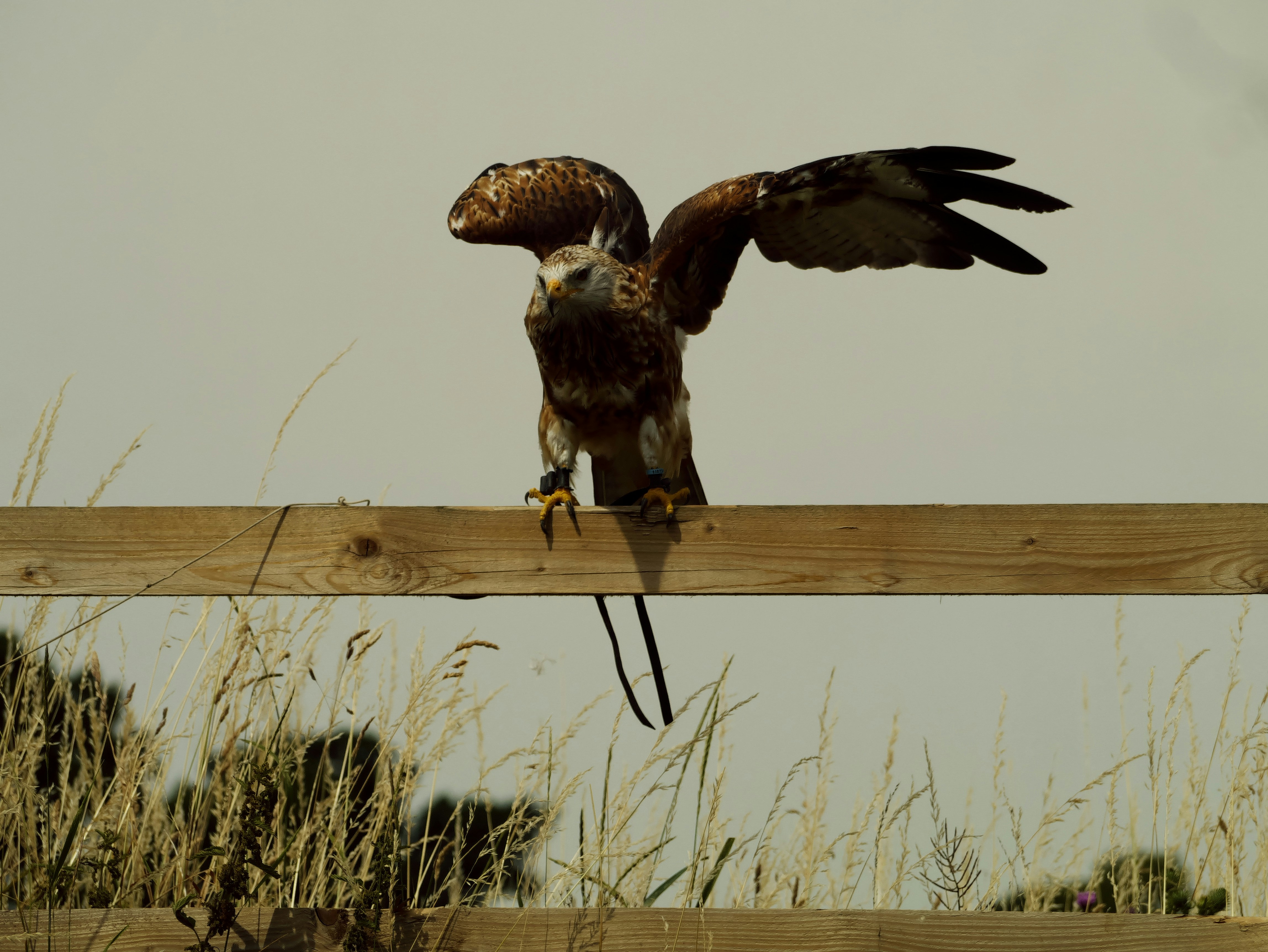 Hawk at the Fencepost: Tense Poise Before Lift-off
