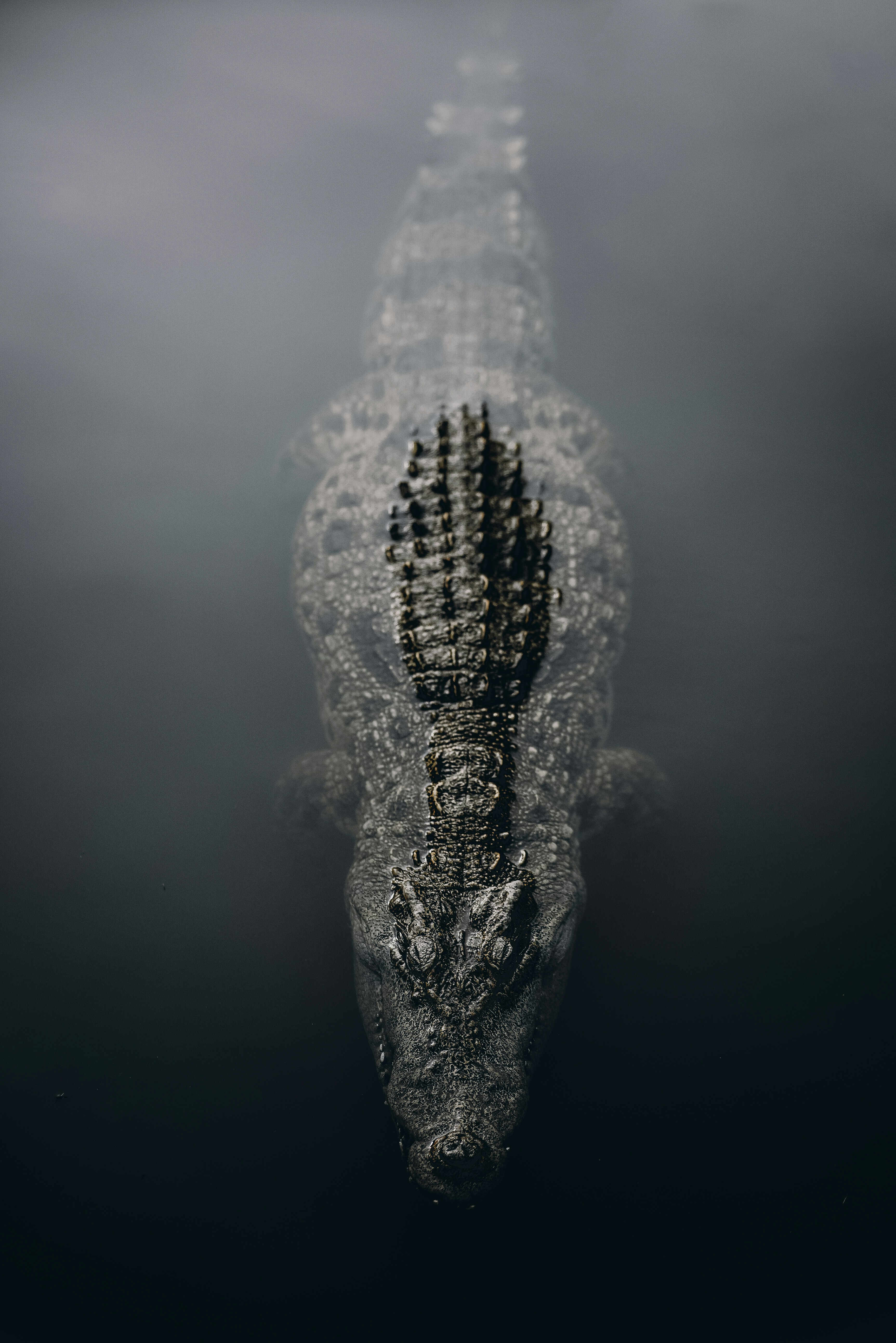 Photo by 蔡 世宏 with Sony Alpha 7R III