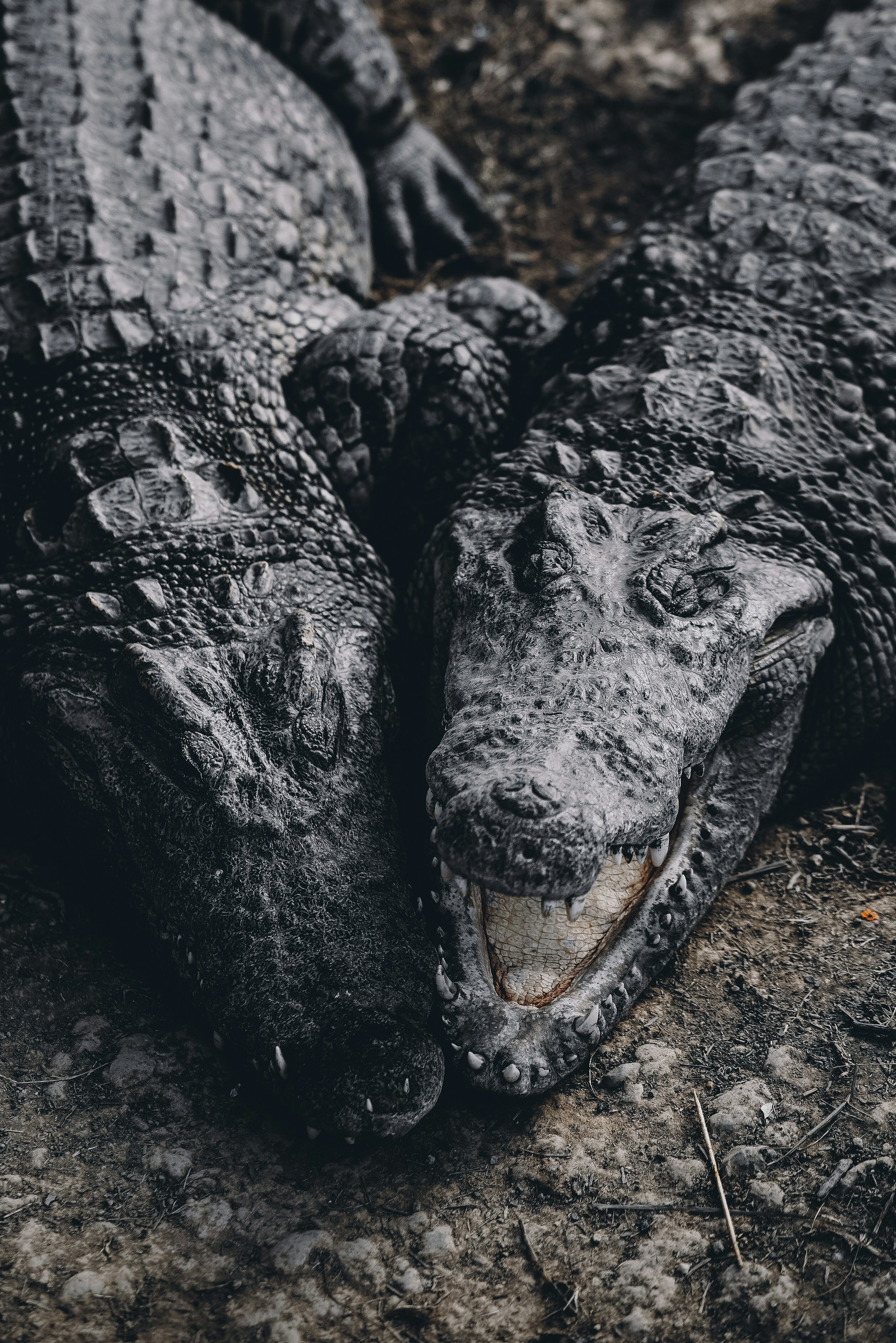 Crocodile Ensemble: A Quiet Moment in the Mud