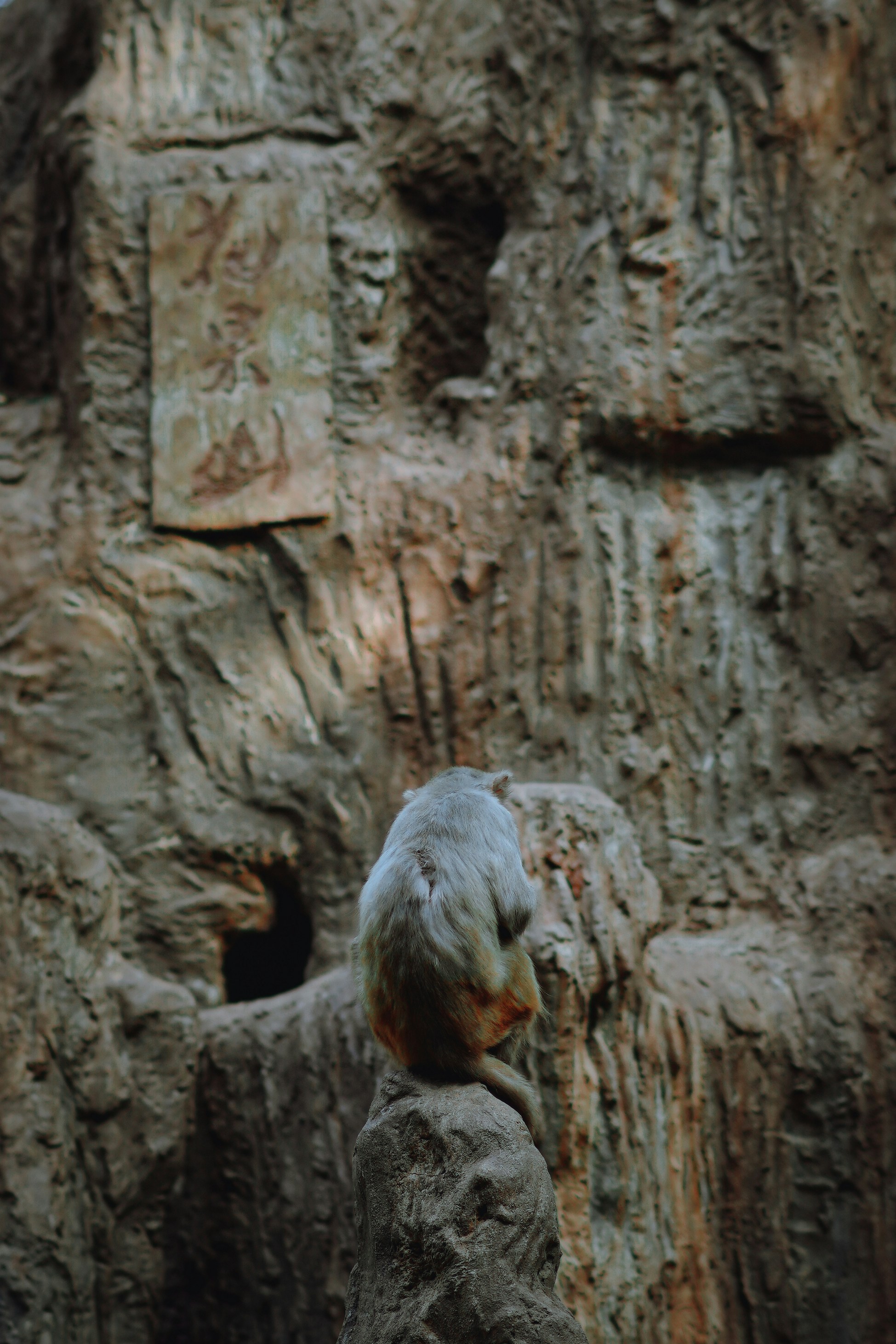 Primordial Pause: A Capuchin Perched Against Verdigris Rock