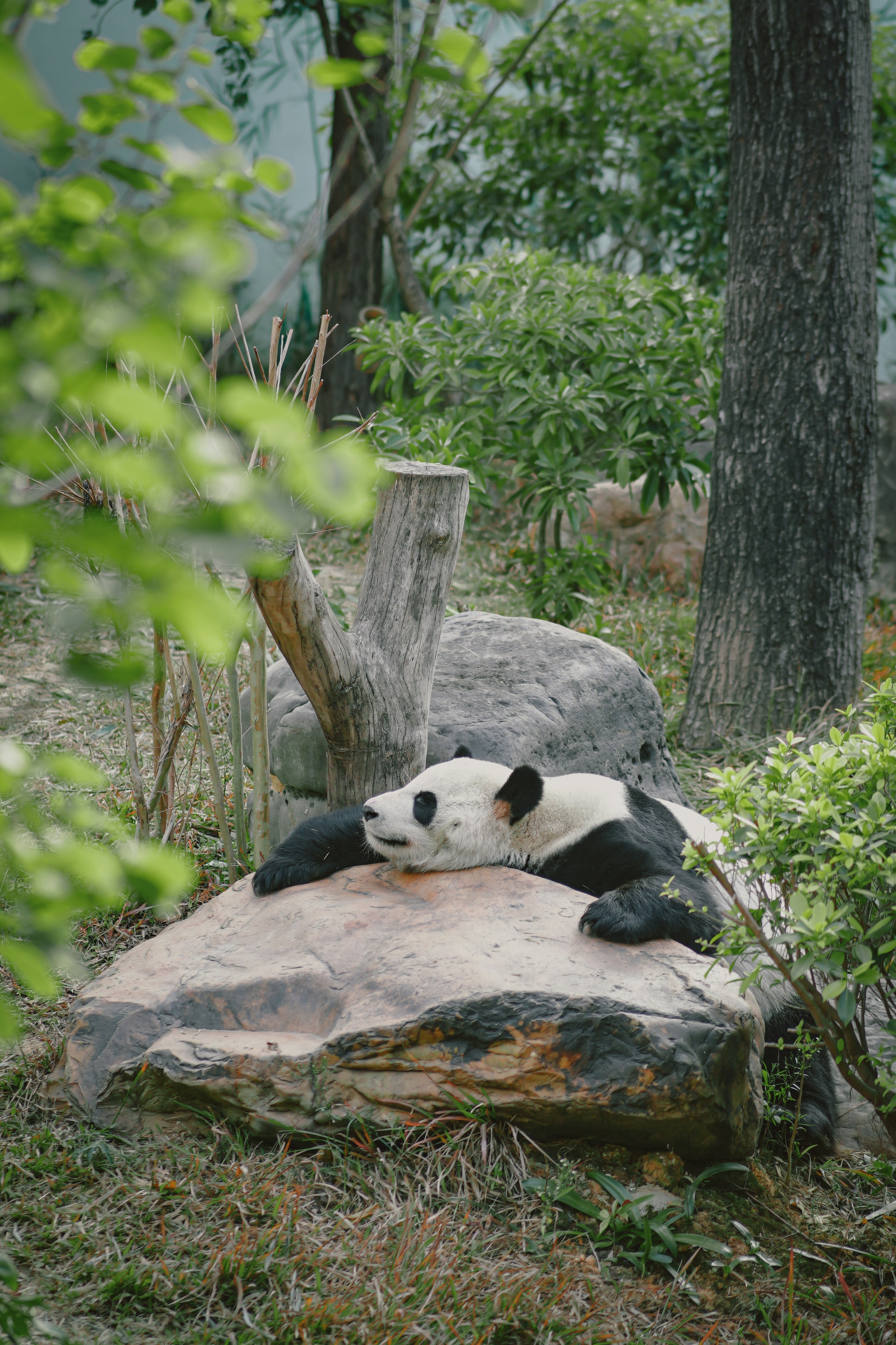 Stone Nap: A Panda’s Quiet Pause in a Green Retreat