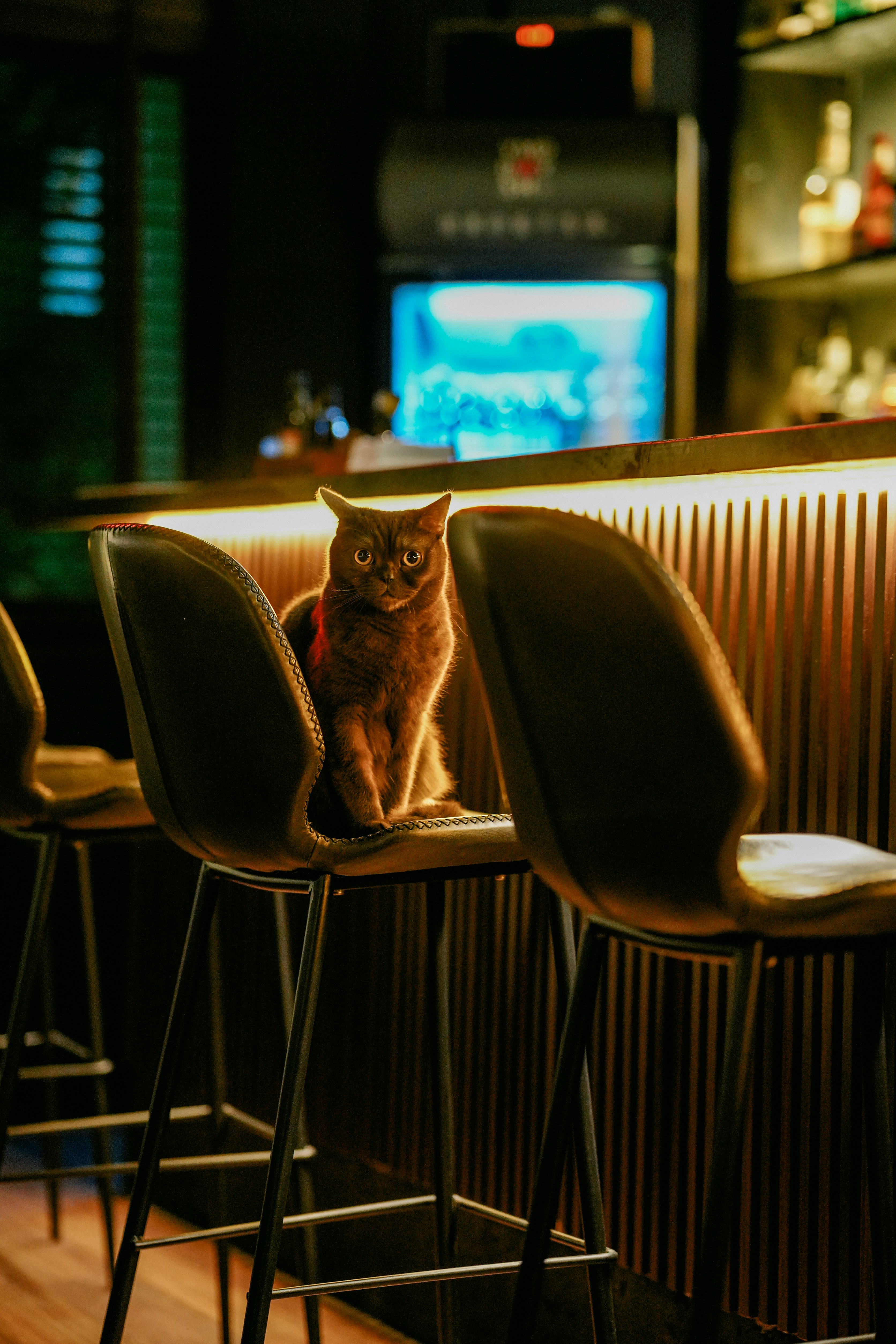 a cat is sitting on a bar stool