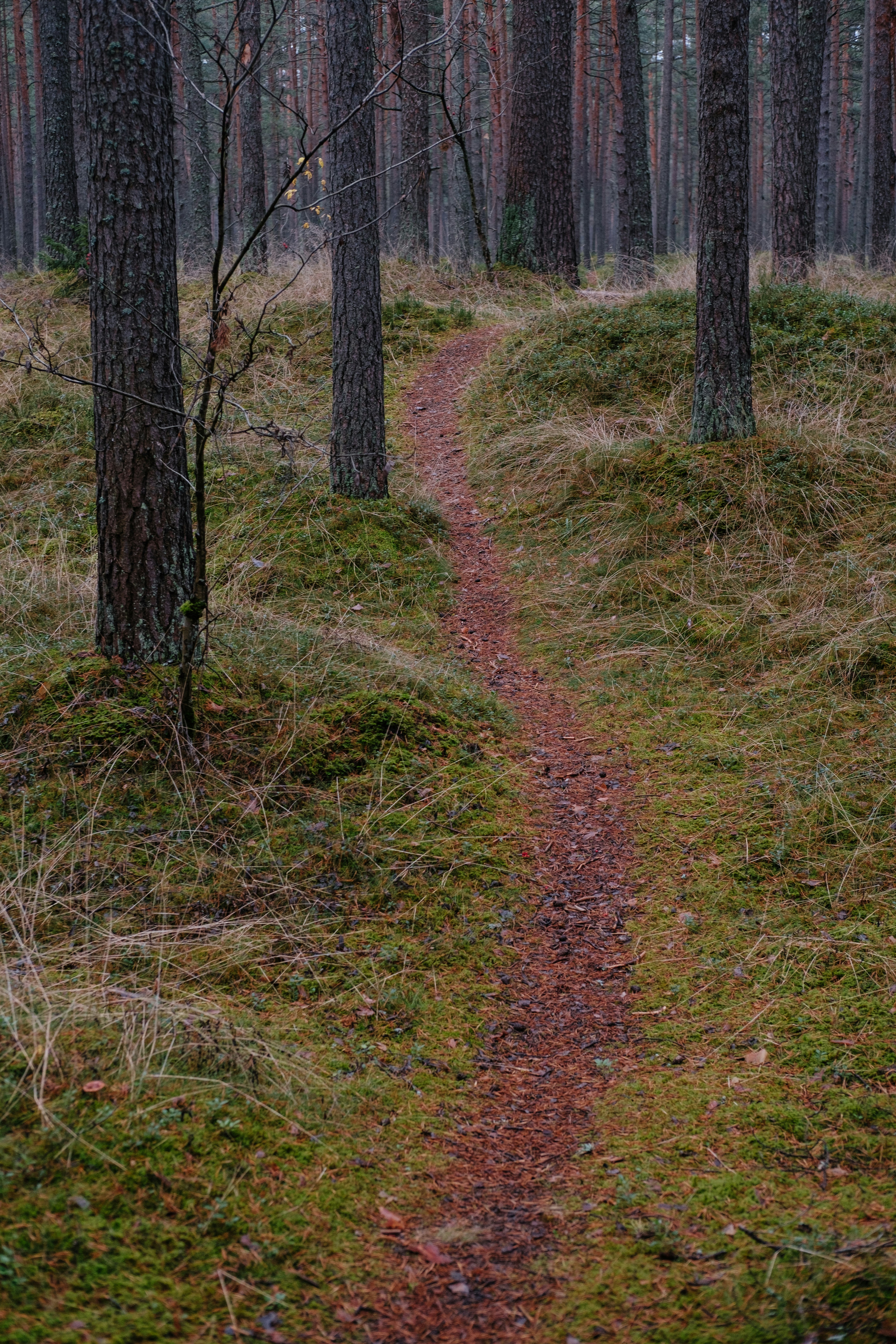 Winding Moss Trail Through a Quiet Pine Forest