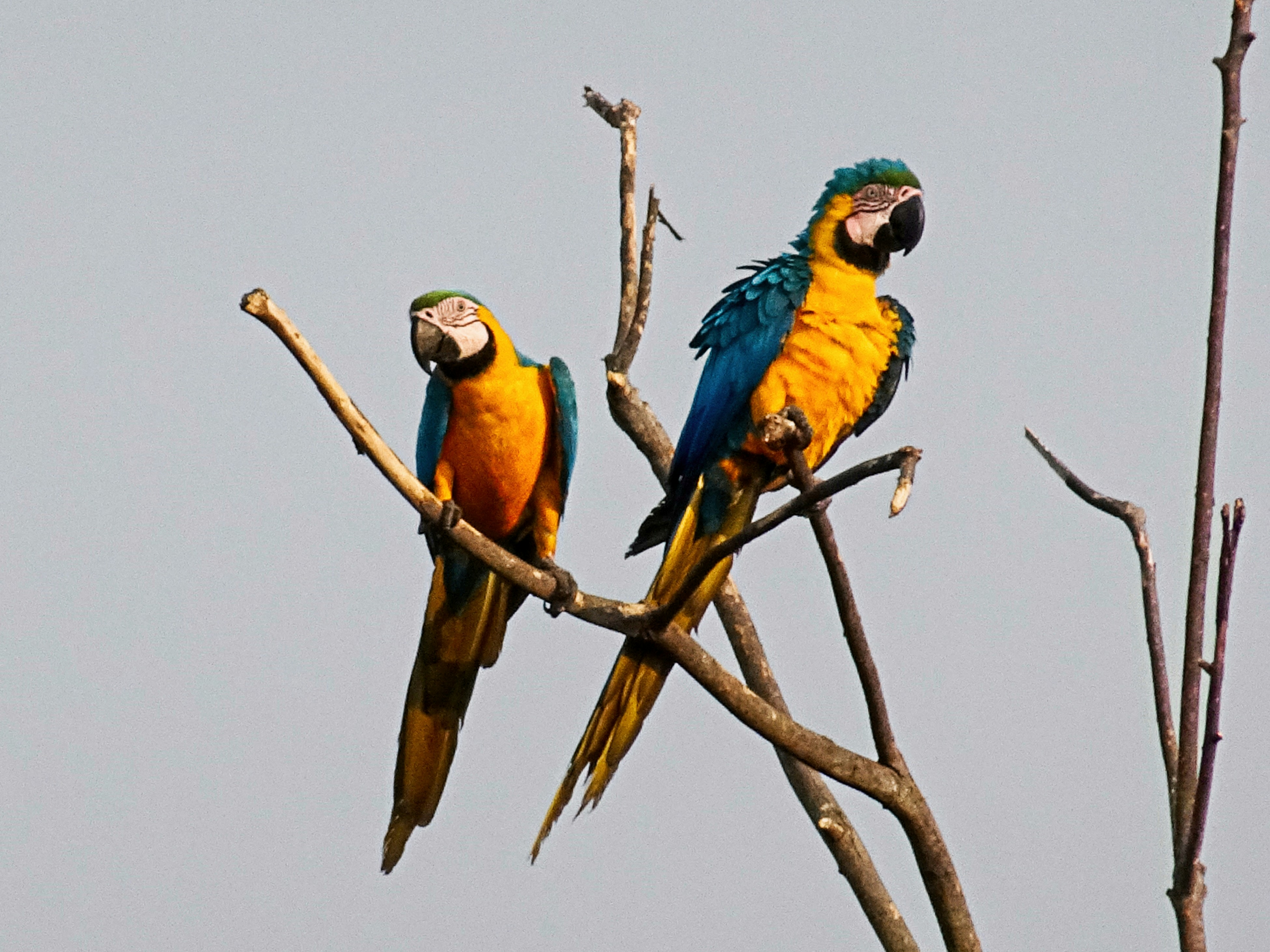 Two vibrant macaws perched on a bare branch against a soft sky backdrop.