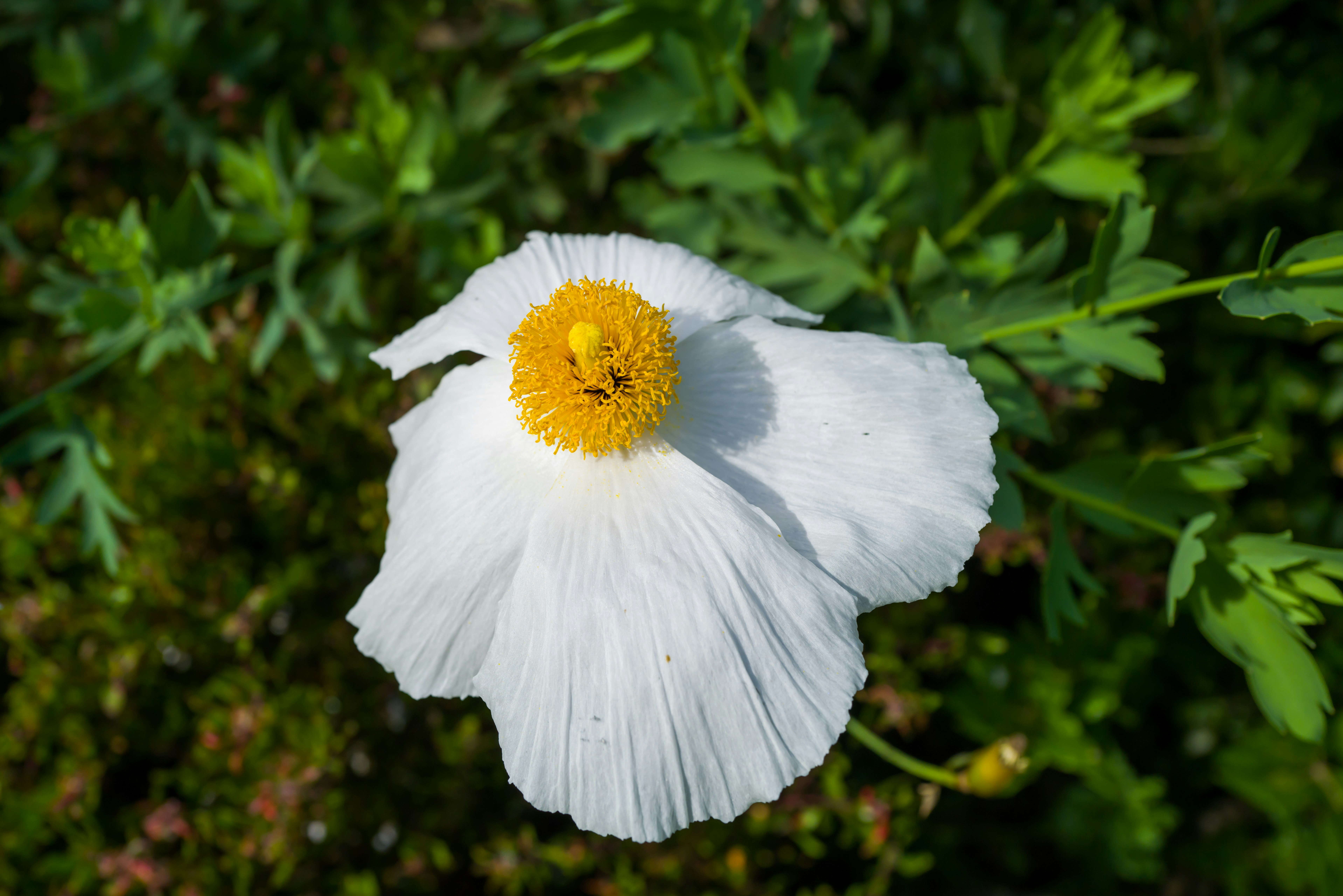 California Poppy