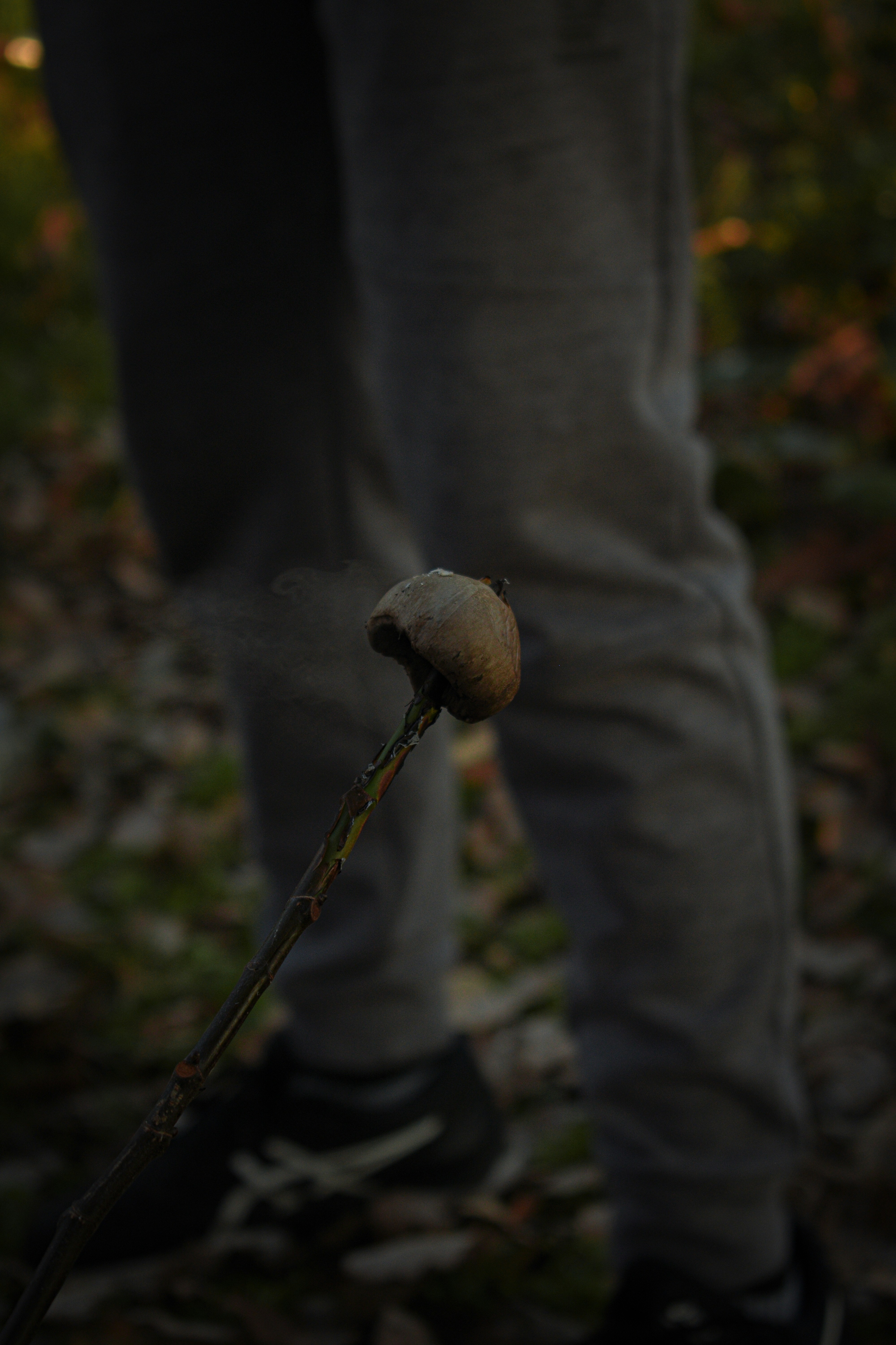Tiny Mushroom Clings to a Twig in Dim Woodland Shade