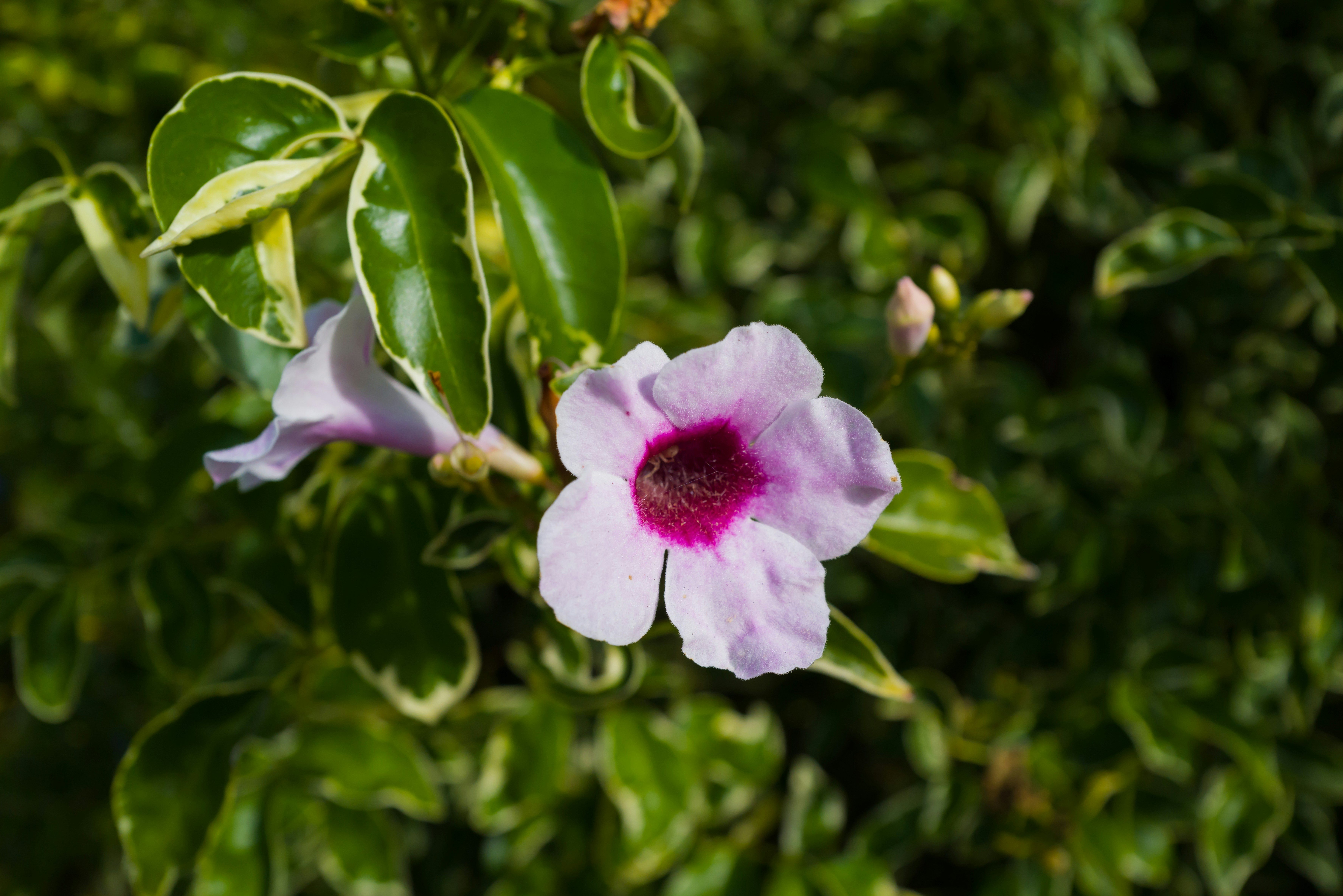 Une fleur violette avec un centre rouge au milieu d’un buisson photo ...