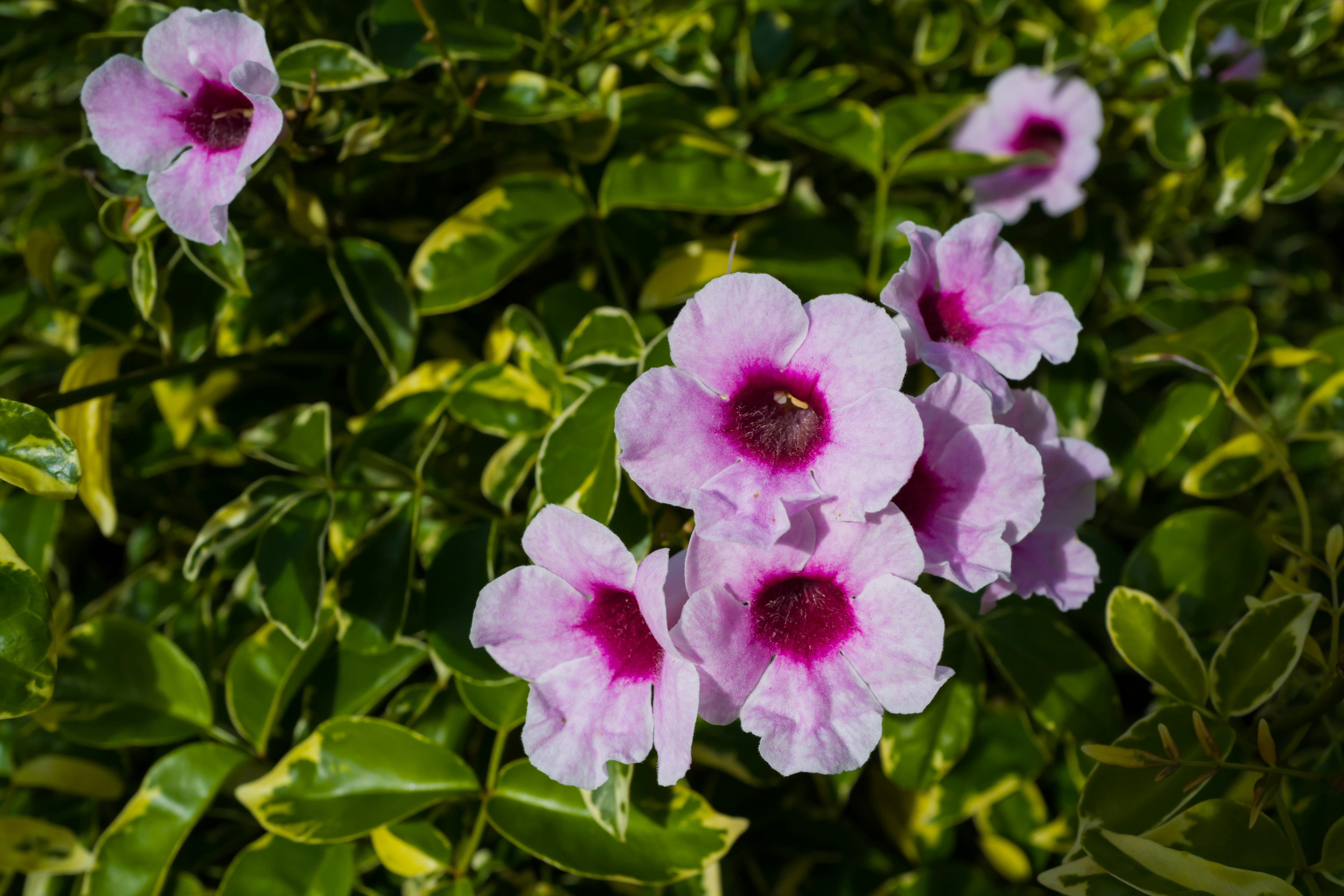 Un groupe de fleurs roses assis au sommet d’un champ verdoyant photo ...