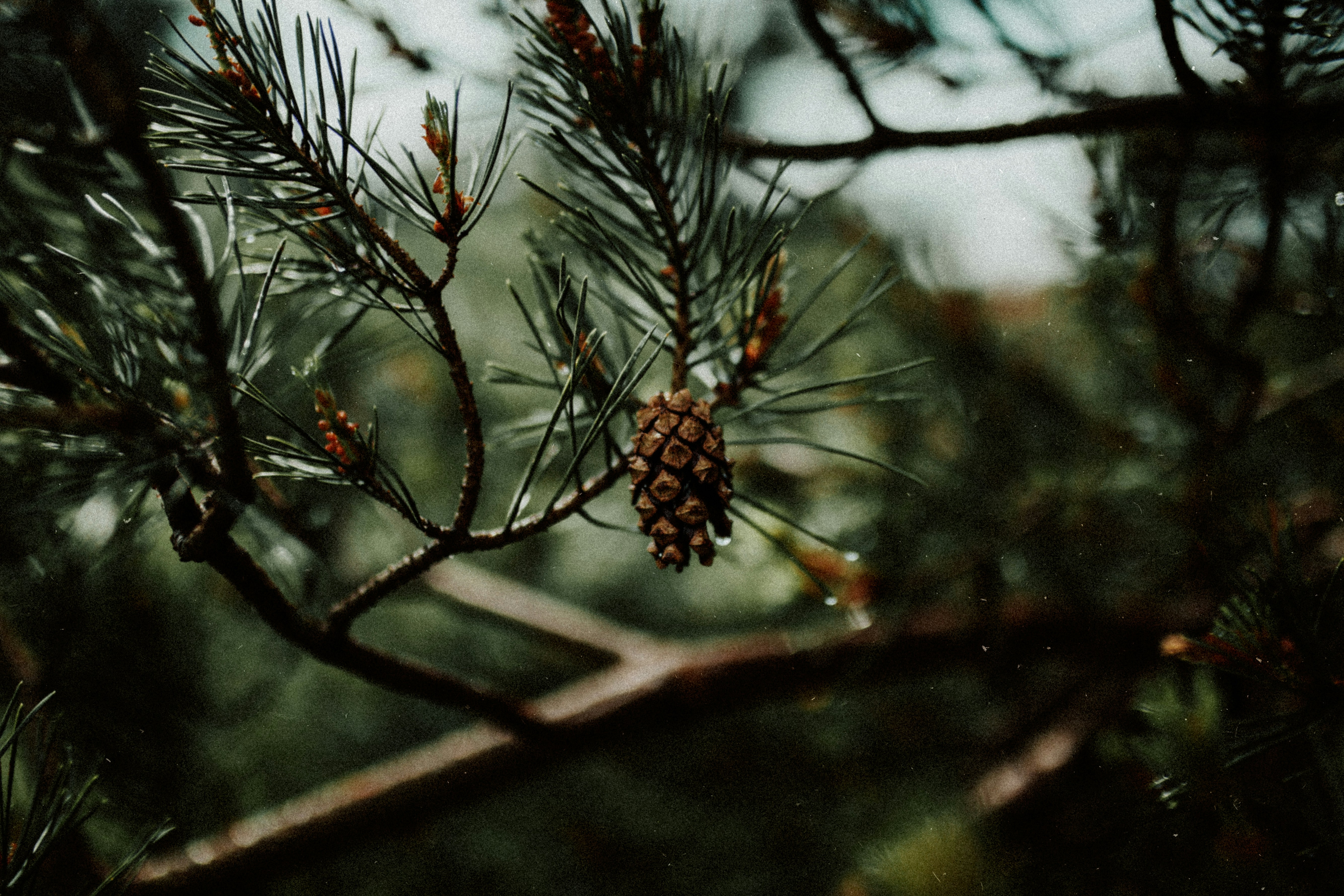 Une pomme de pin sur une branche de pin photo – Photo Arbre Gratuite ...