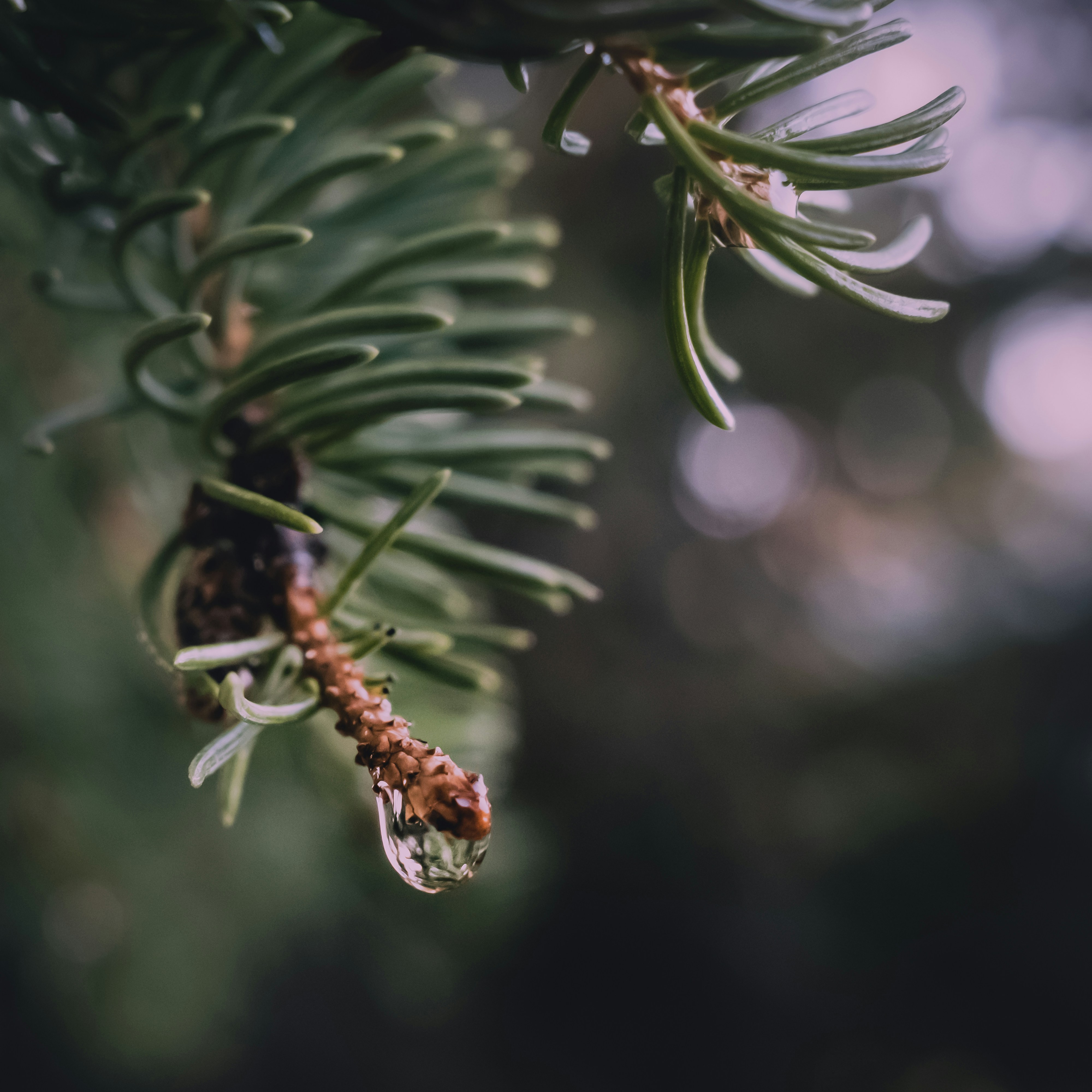 A close up of a pine tree branch with a bug crawling on it photo – Free ...