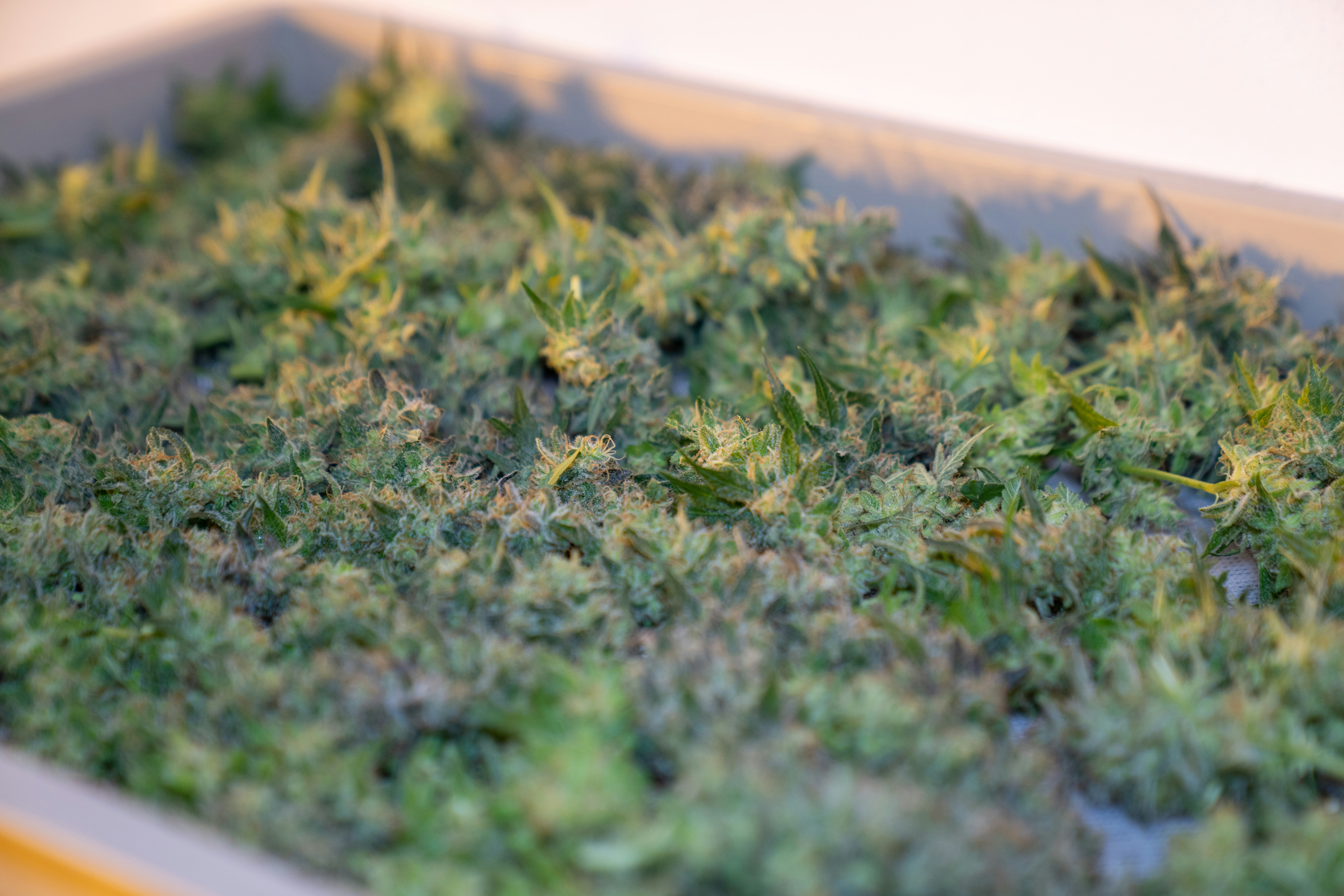 a close up of a tray of green plants