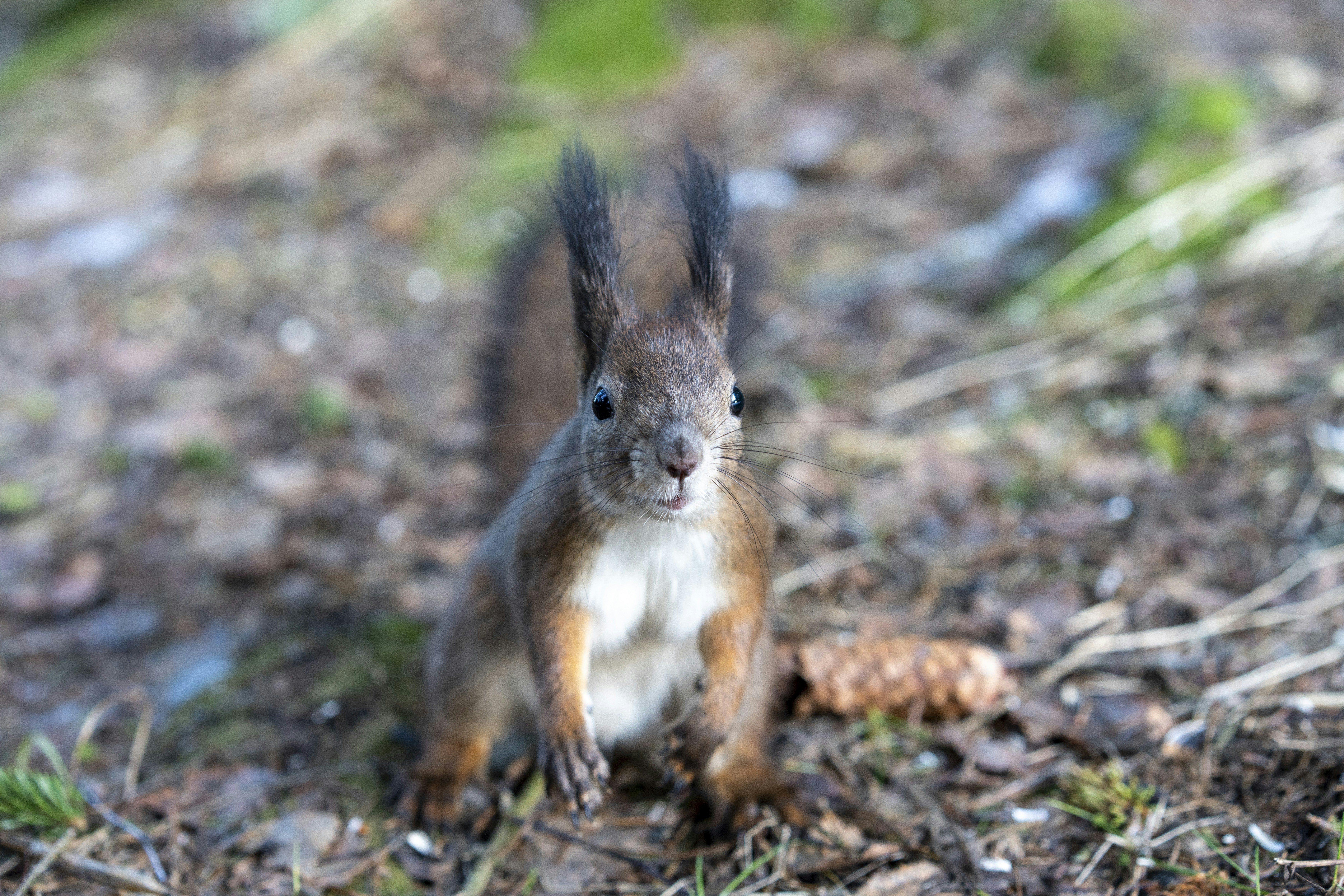 Curious Squirrel Stare: Forest Ground Portrait