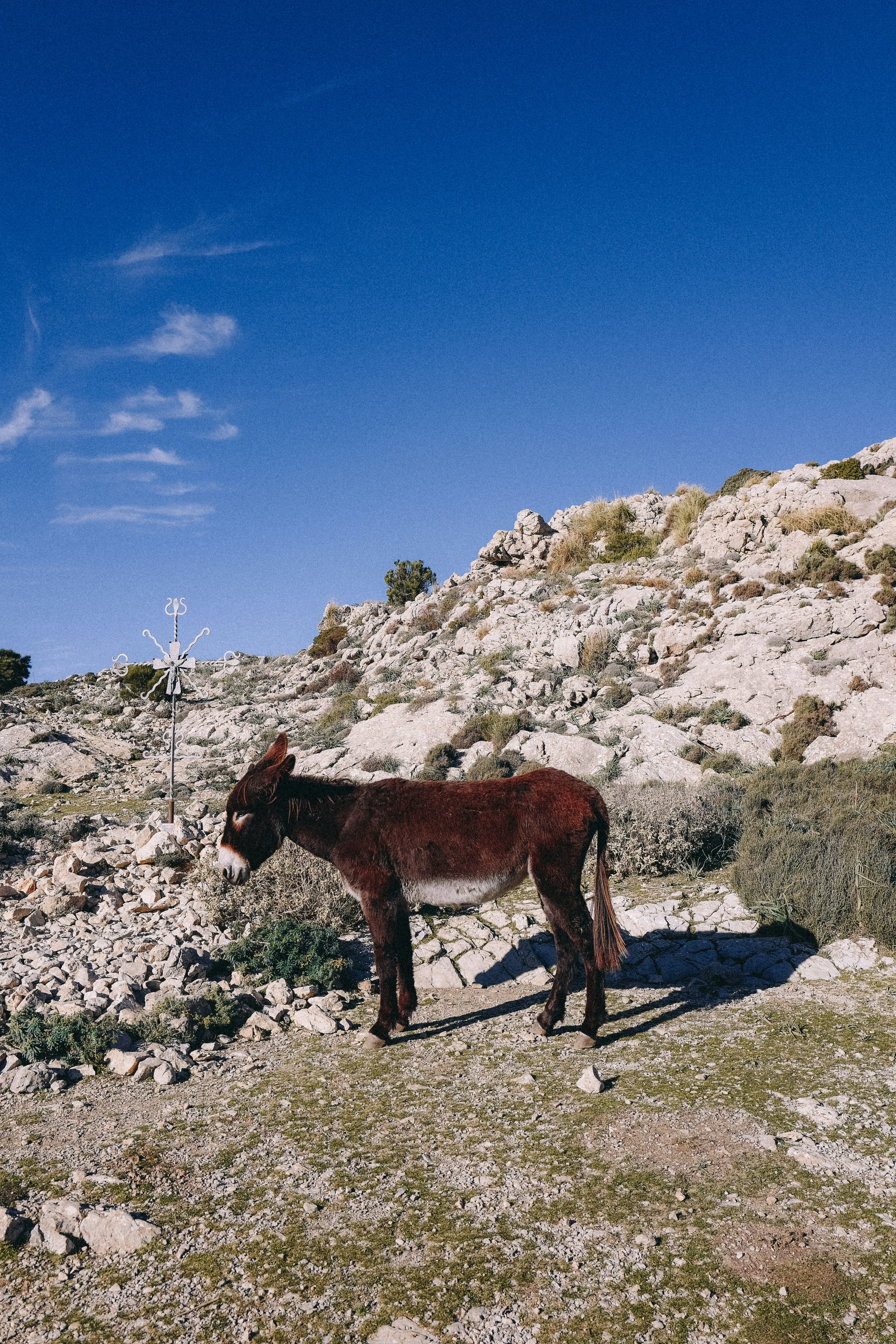 Donkey on a sunlit limestone ridge beneath a cobalt sky