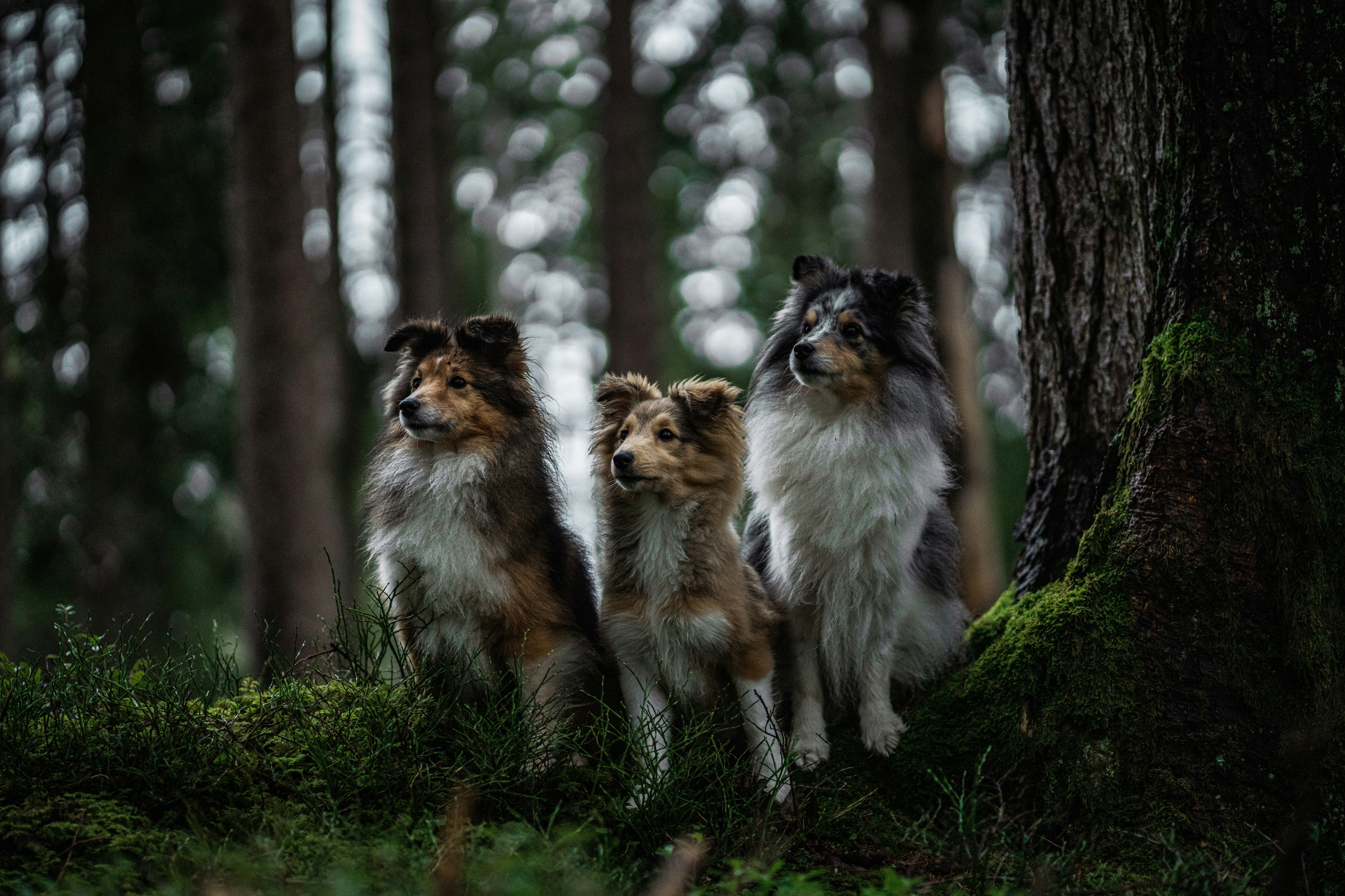 A group of three dogs standing next to a tree photo – Free Wallpaper ...