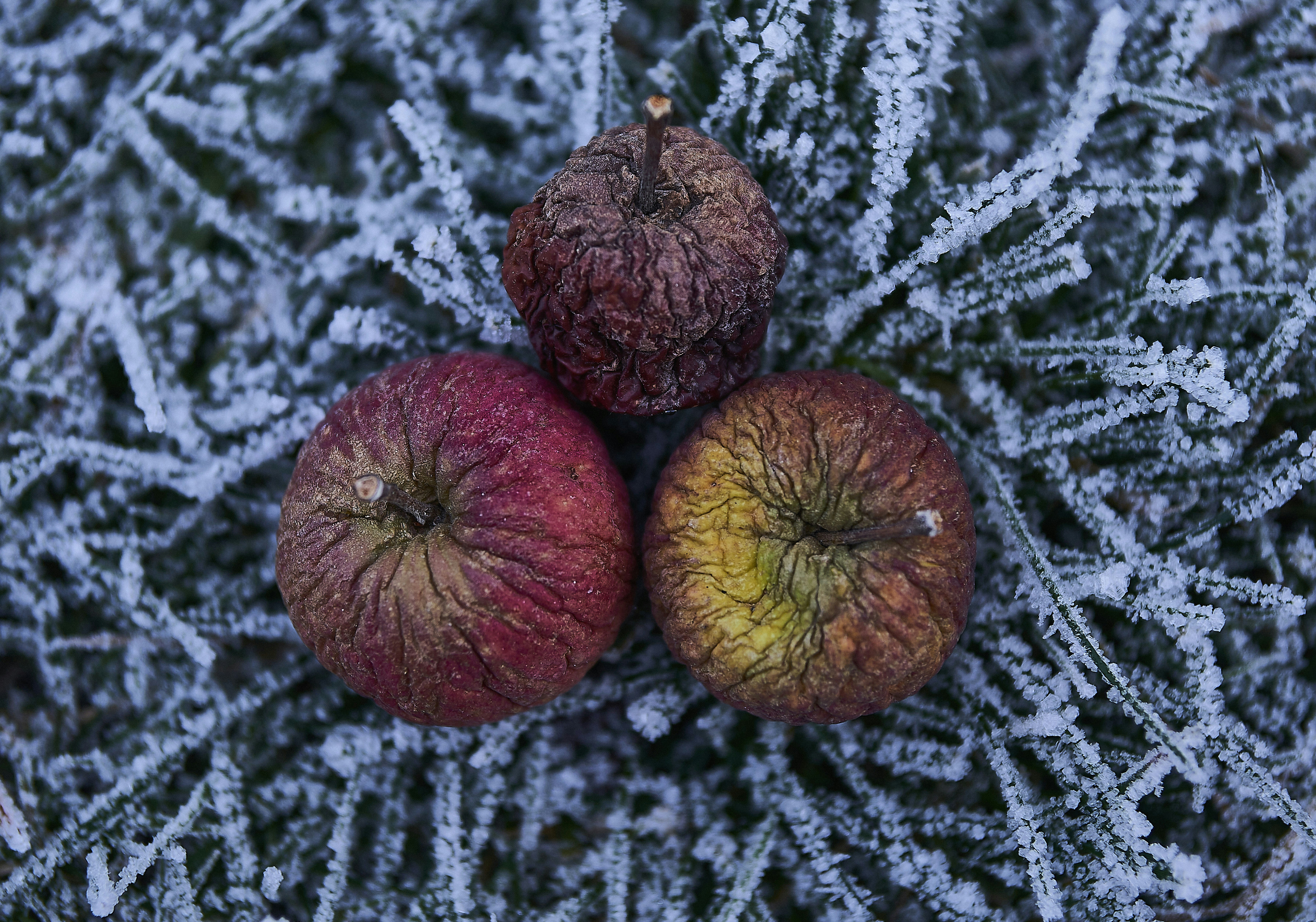 Three red apples resting on frost-covered grass.