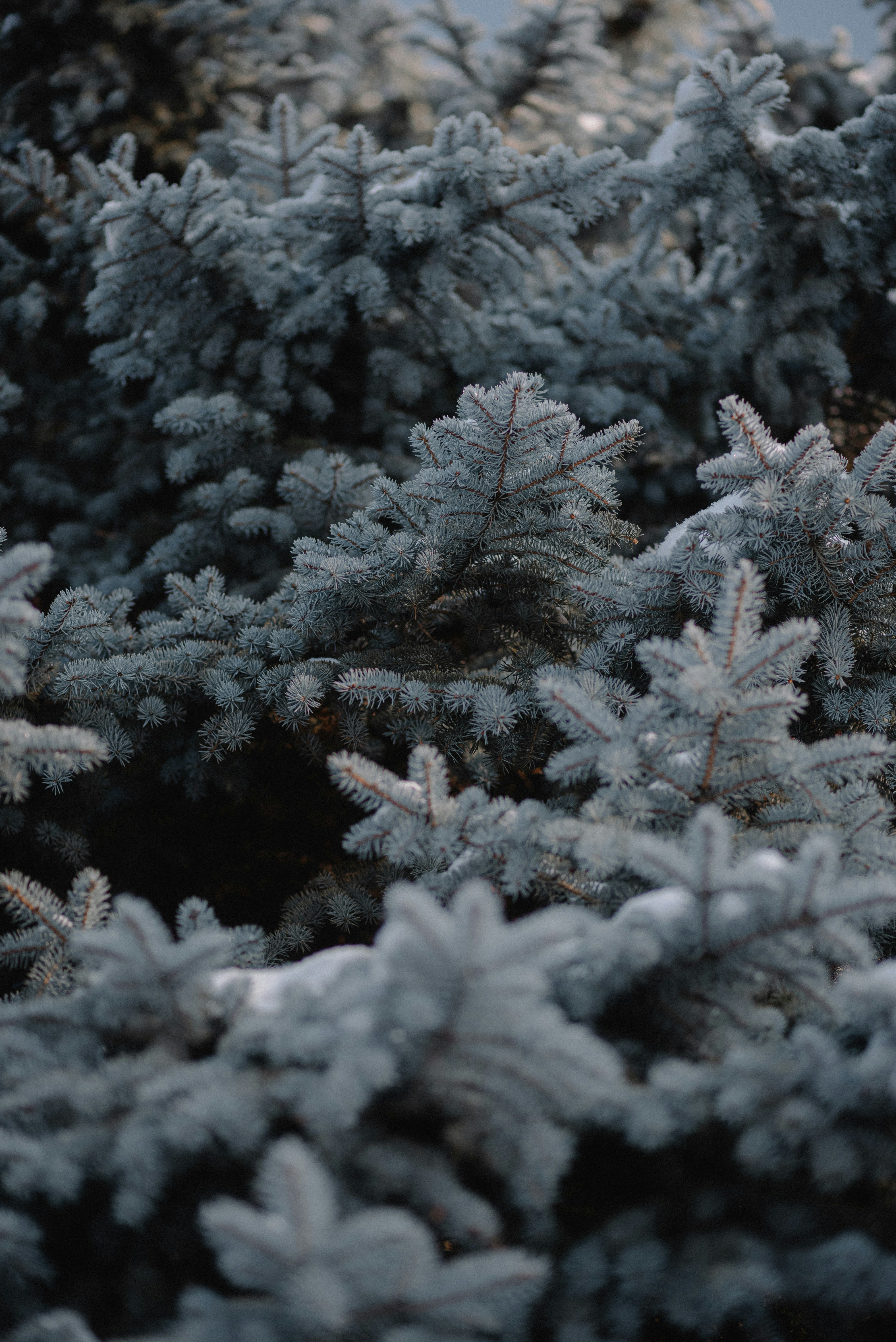 A close up of a bunch of pine trees photo – Free Aesthetic Image on ...
