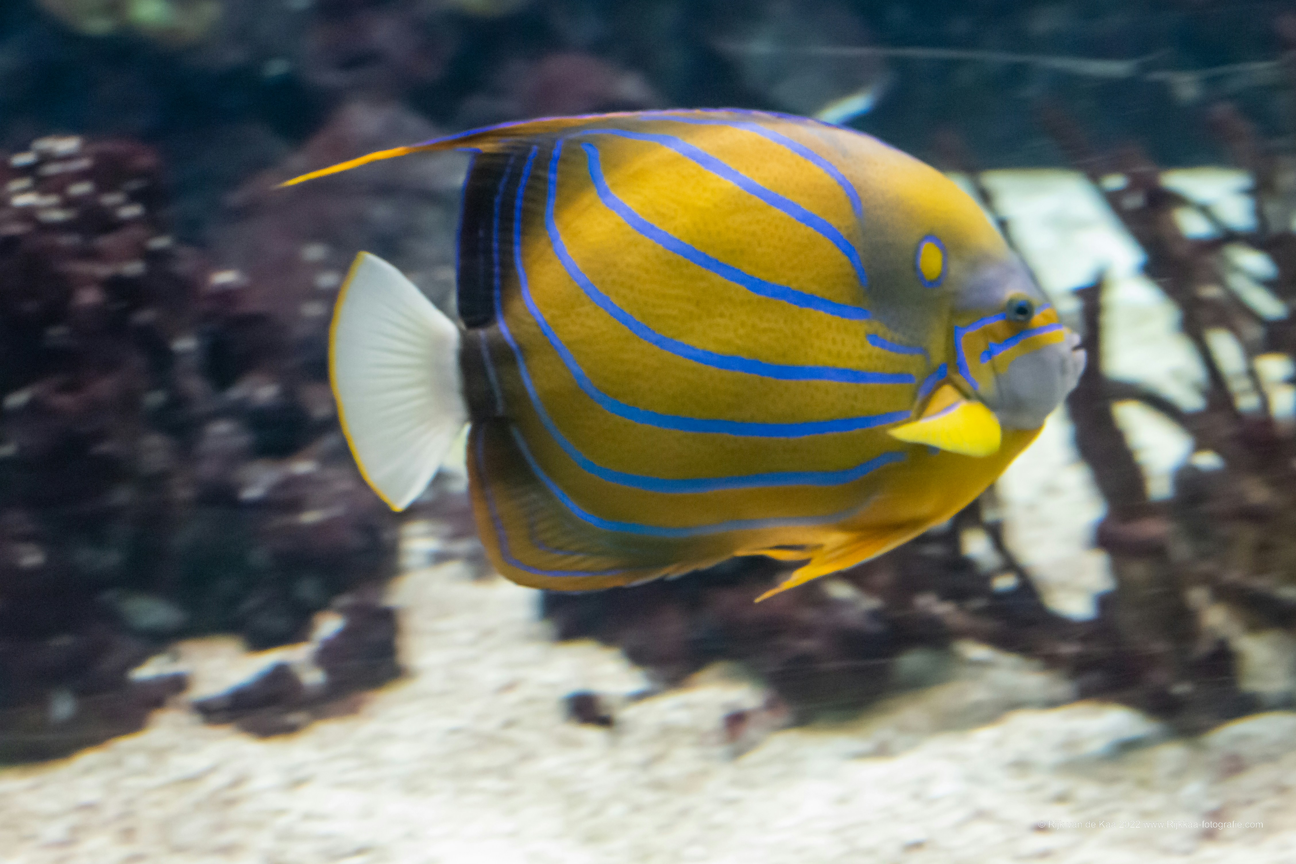 A blue and yellow fish swimming in an aquarium photo – Free Fish Image ...