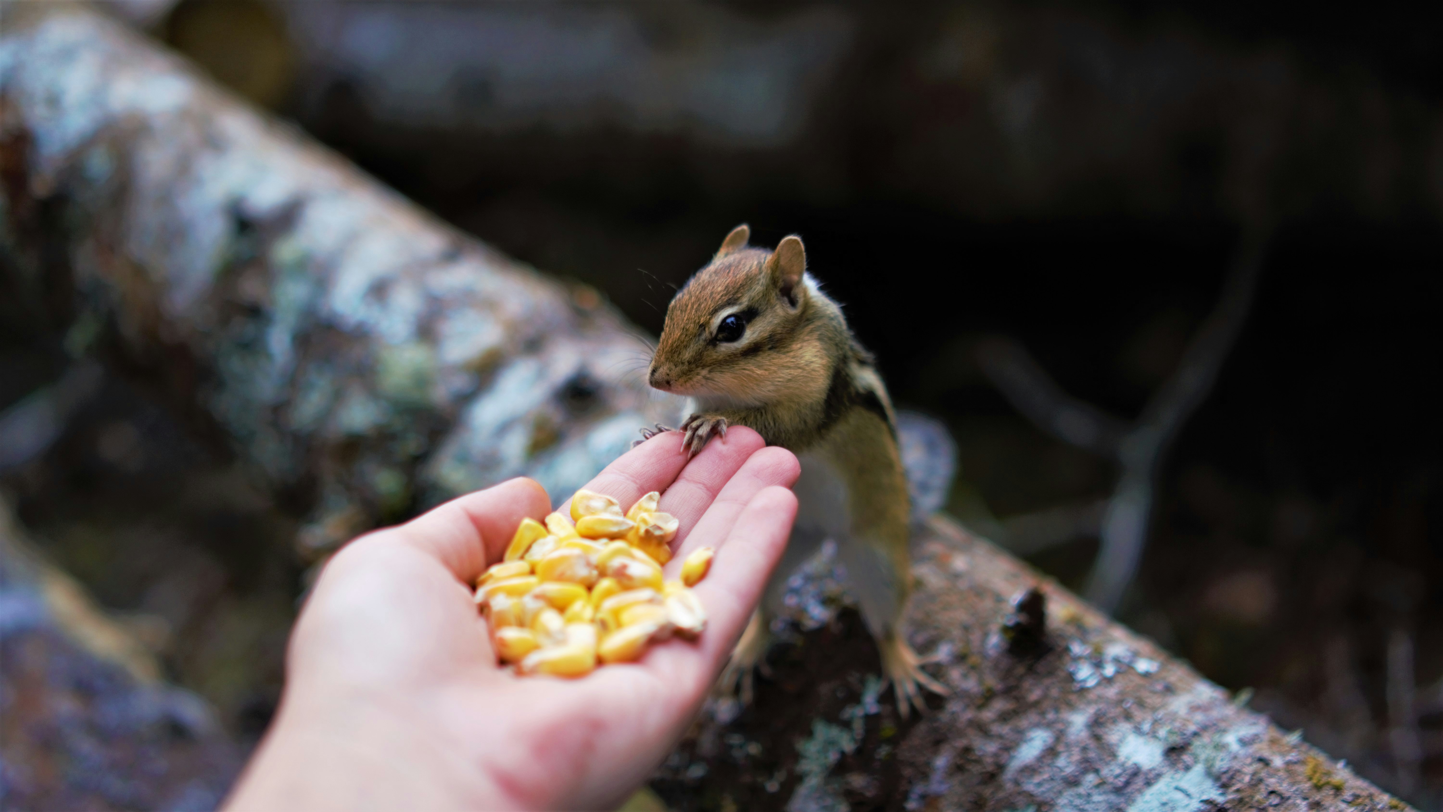 Feeding a female chipmunk I befriended over the fall of last year