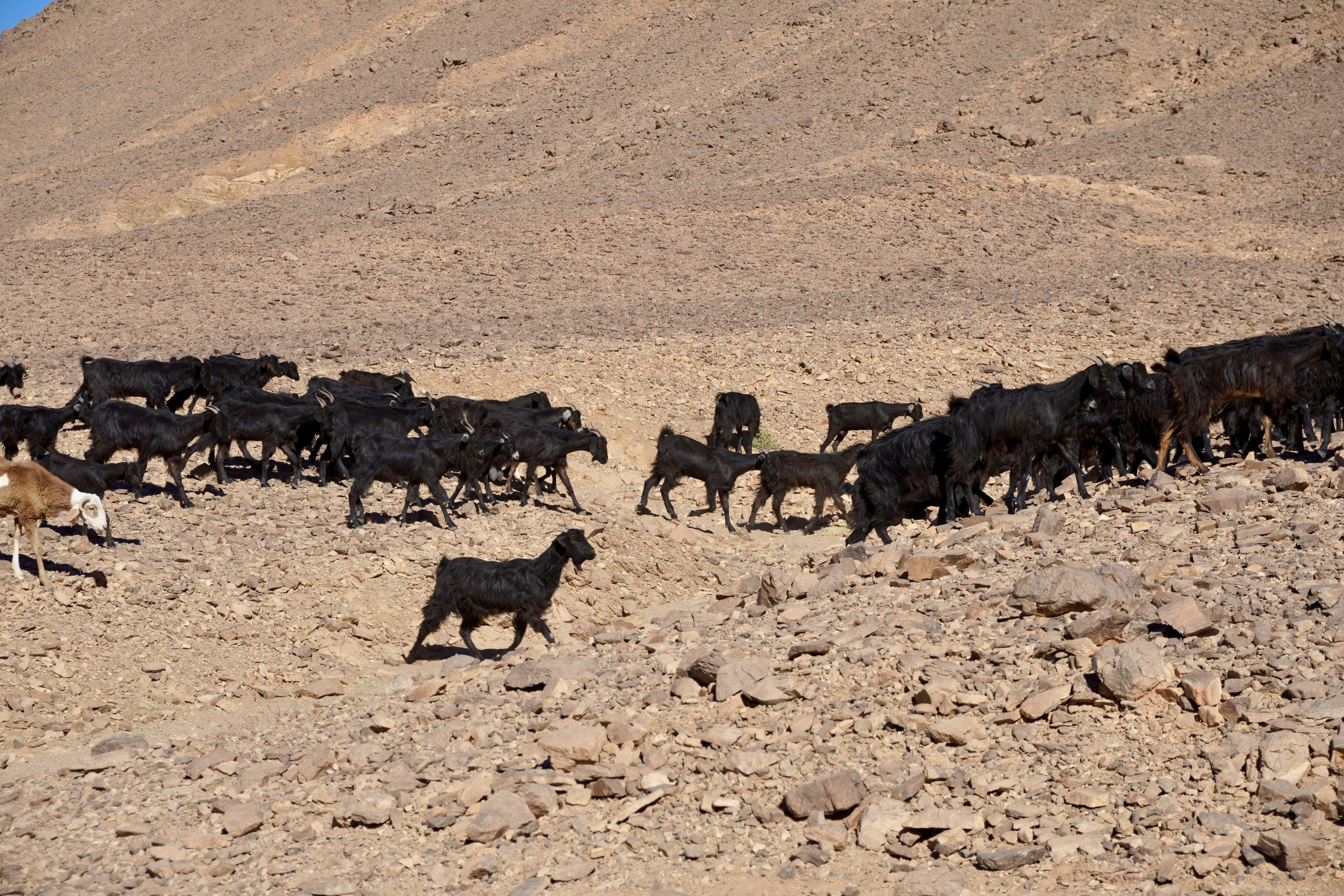 Dust Trail Leader: A Light-Furred Goat Leads a Desert Herd Across Rocky Expanse